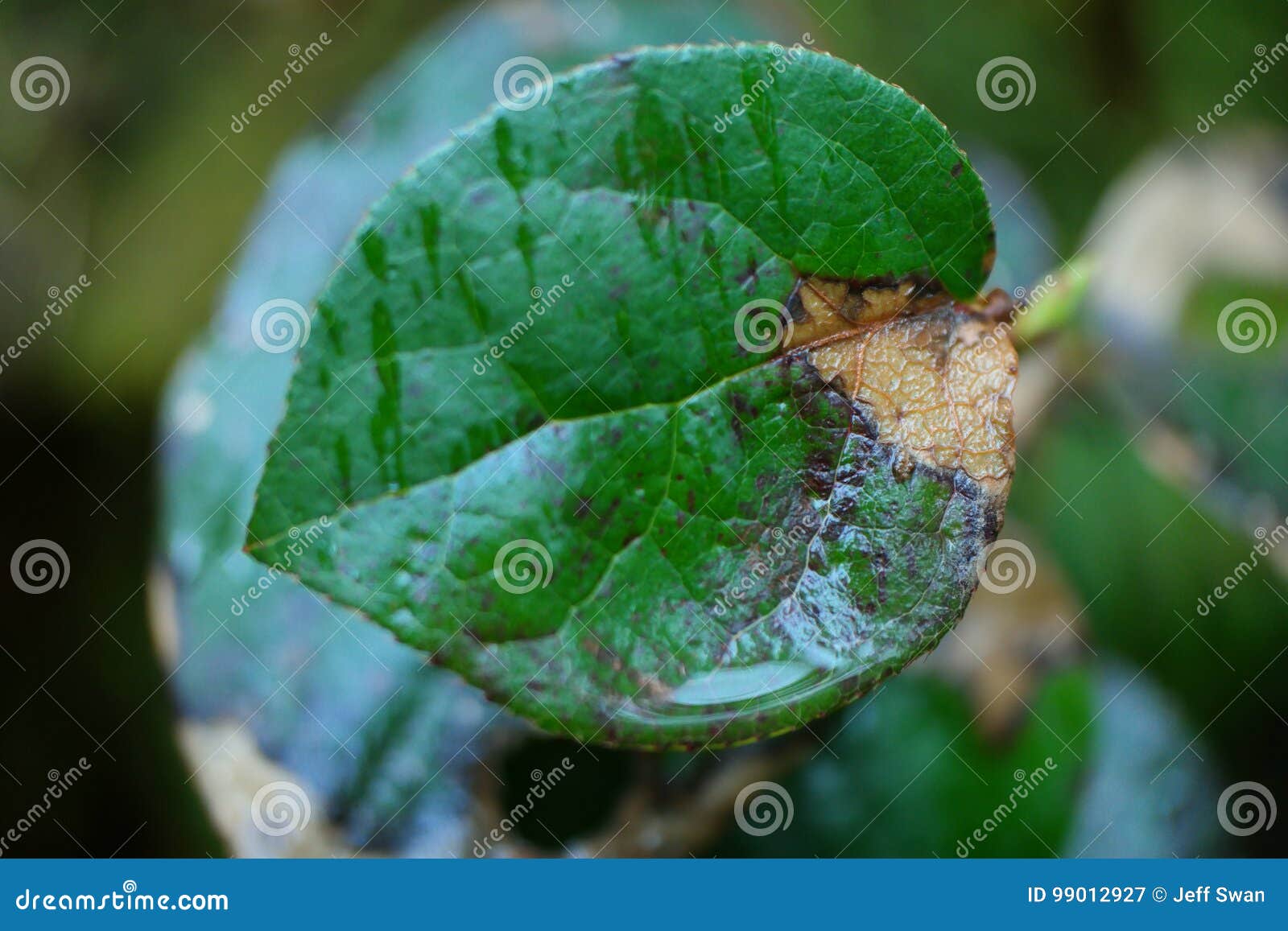 Little green things stock image. Image of green, deep - 99012927