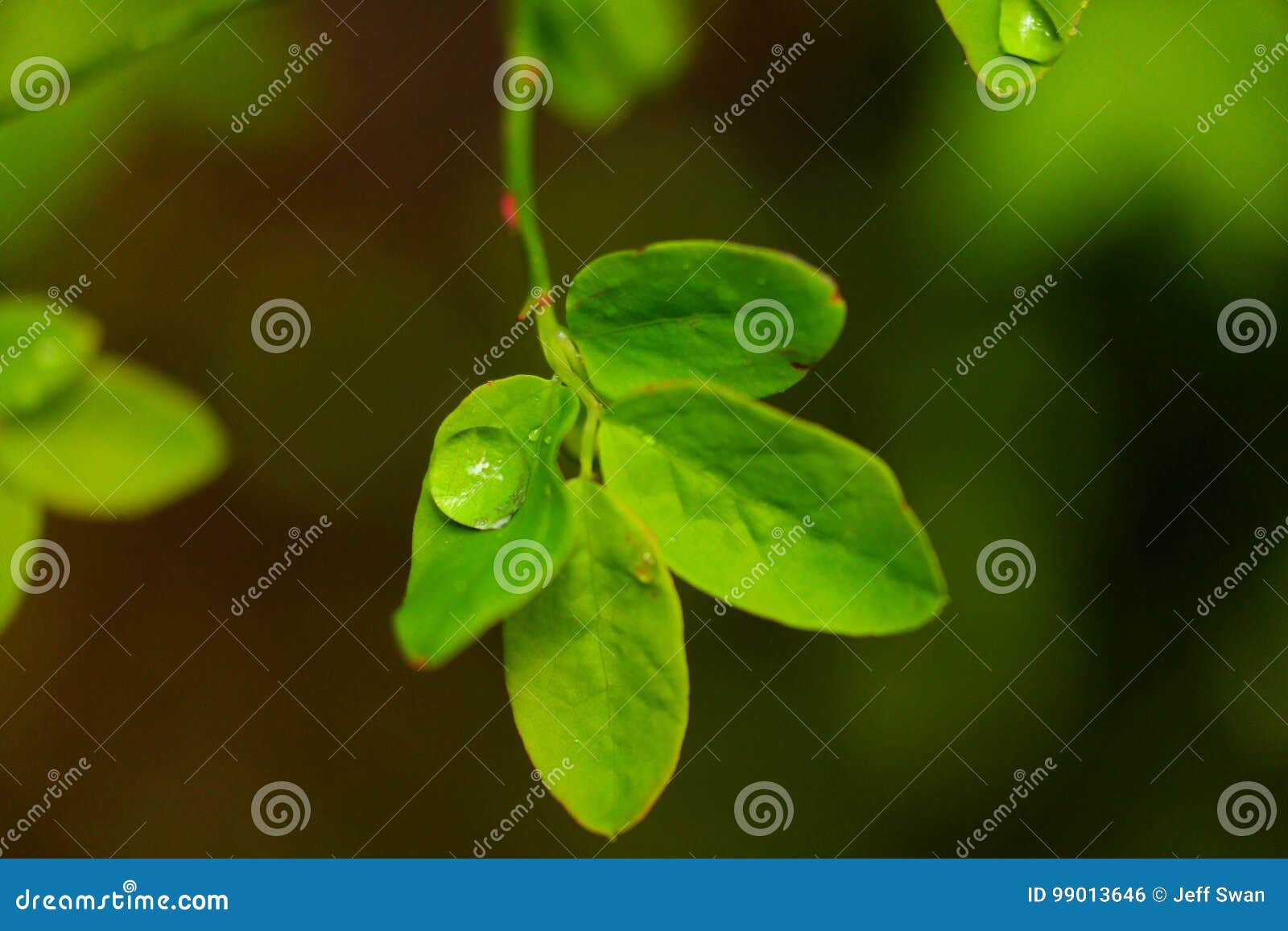 Little green things stock photo. Image of plant, flora - 99013646
