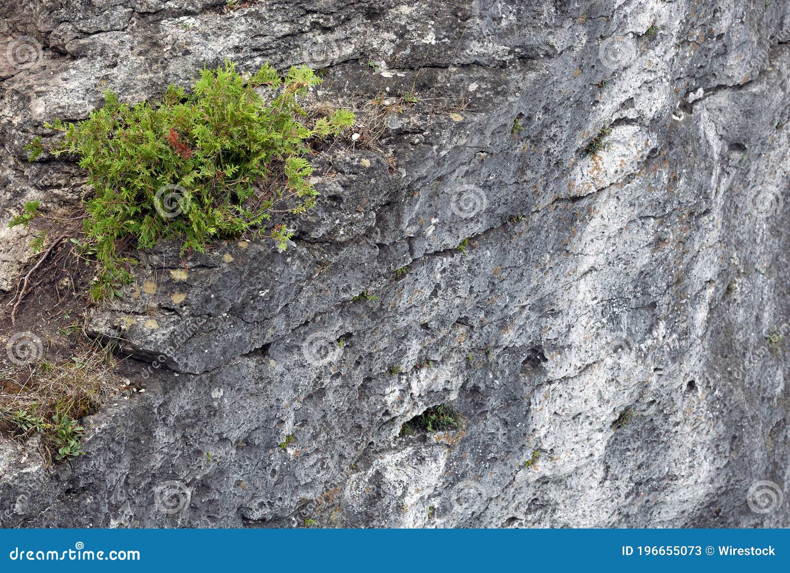 Little Plants Growing on the Edge of the Cliff Stock Image - Image of ...