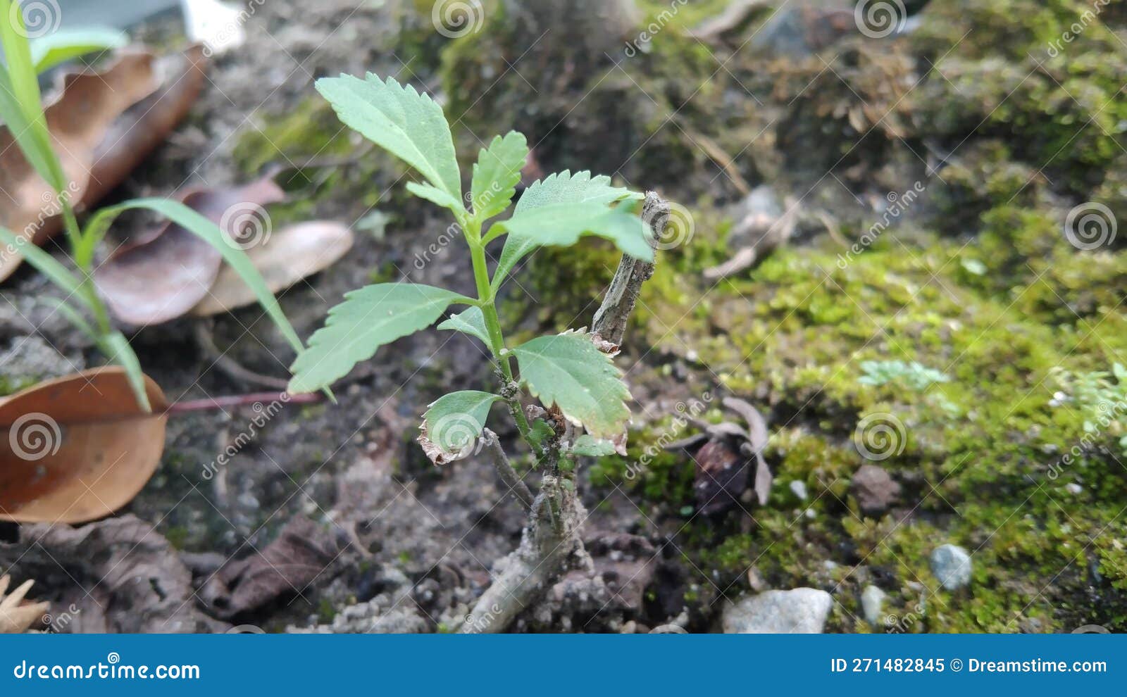 The Little Plants that Live in the Garden are Very Pretty Stock Image ...
