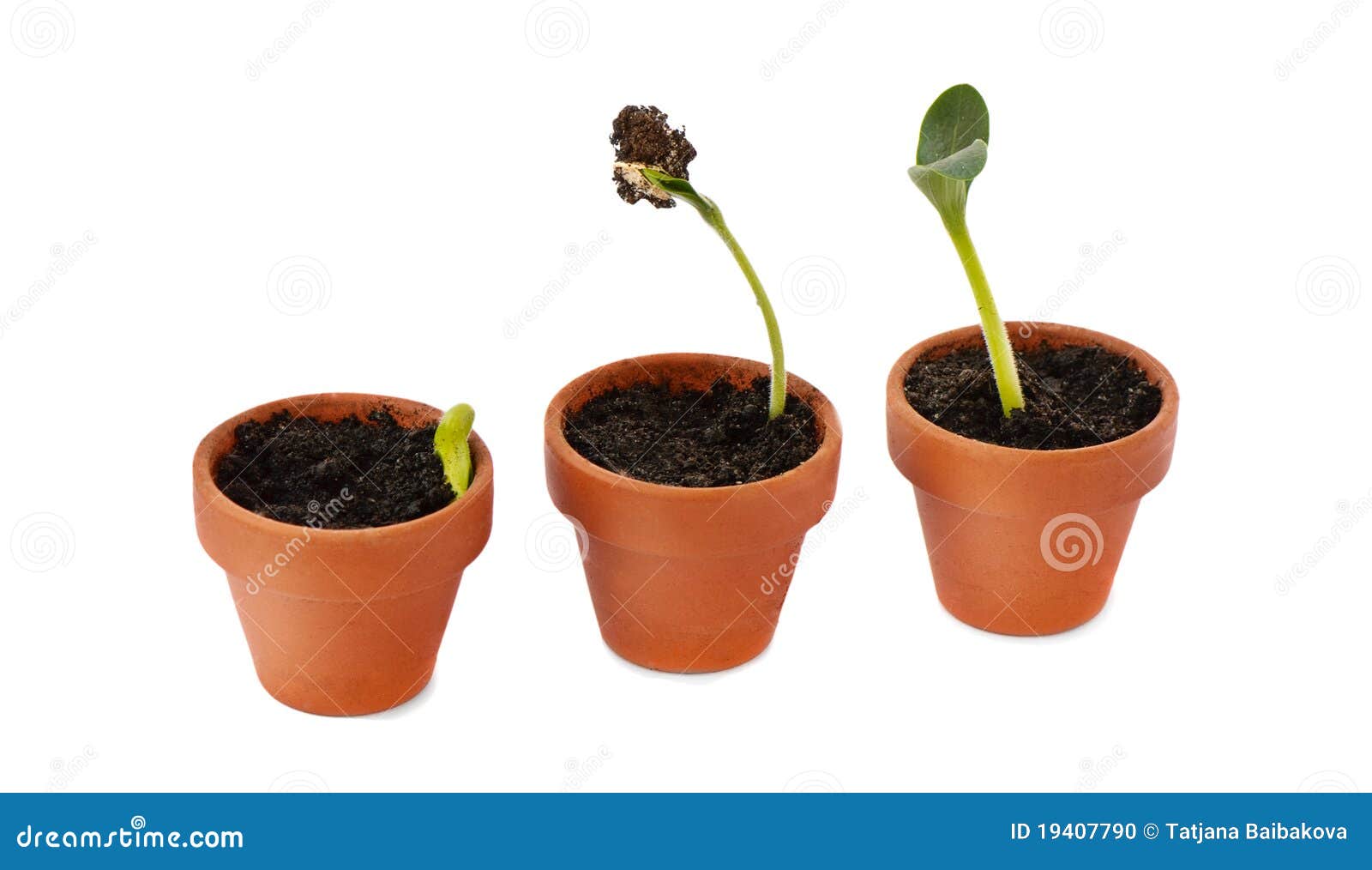 Little plants in pot stock photo. Image of ecology, plant - 19407790