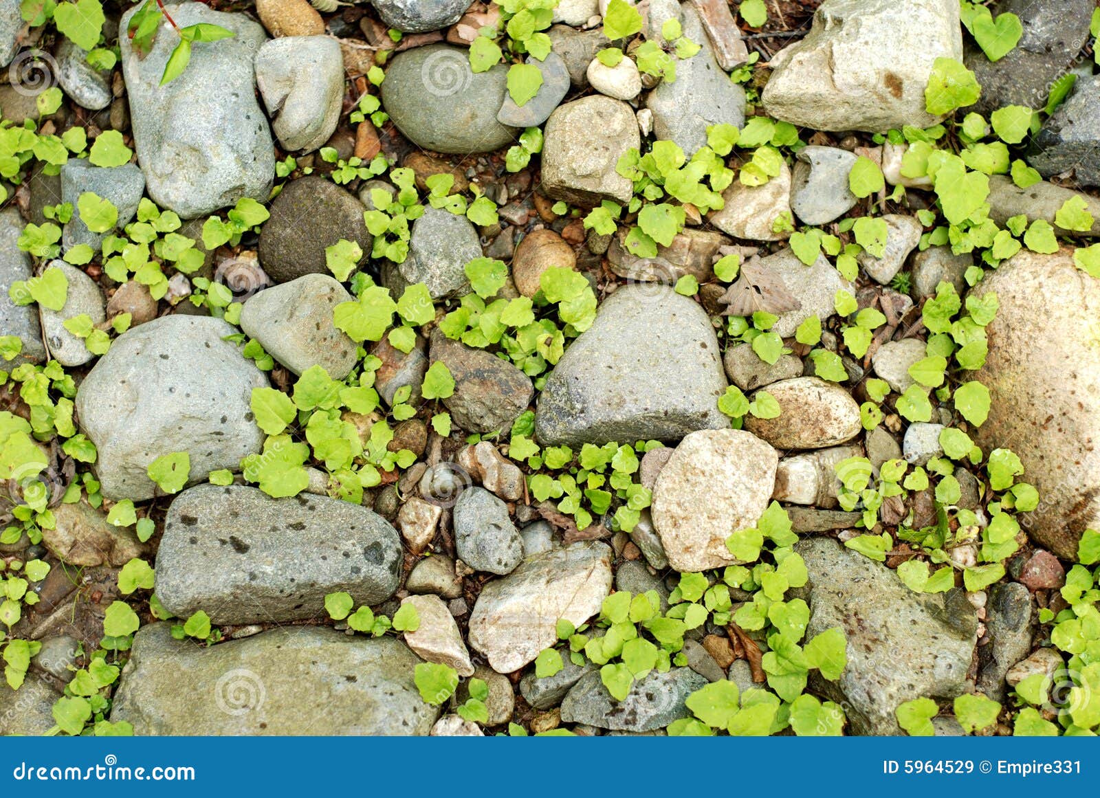 Little Plants between Rocks Stock Image - Image of green, stone: 5964529