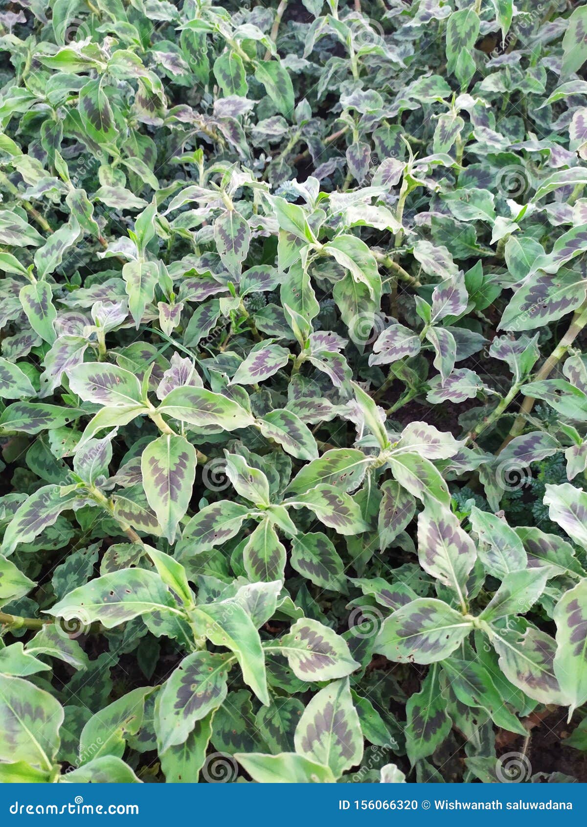 Little plants in a wild stock photo. Image of little - 156066320