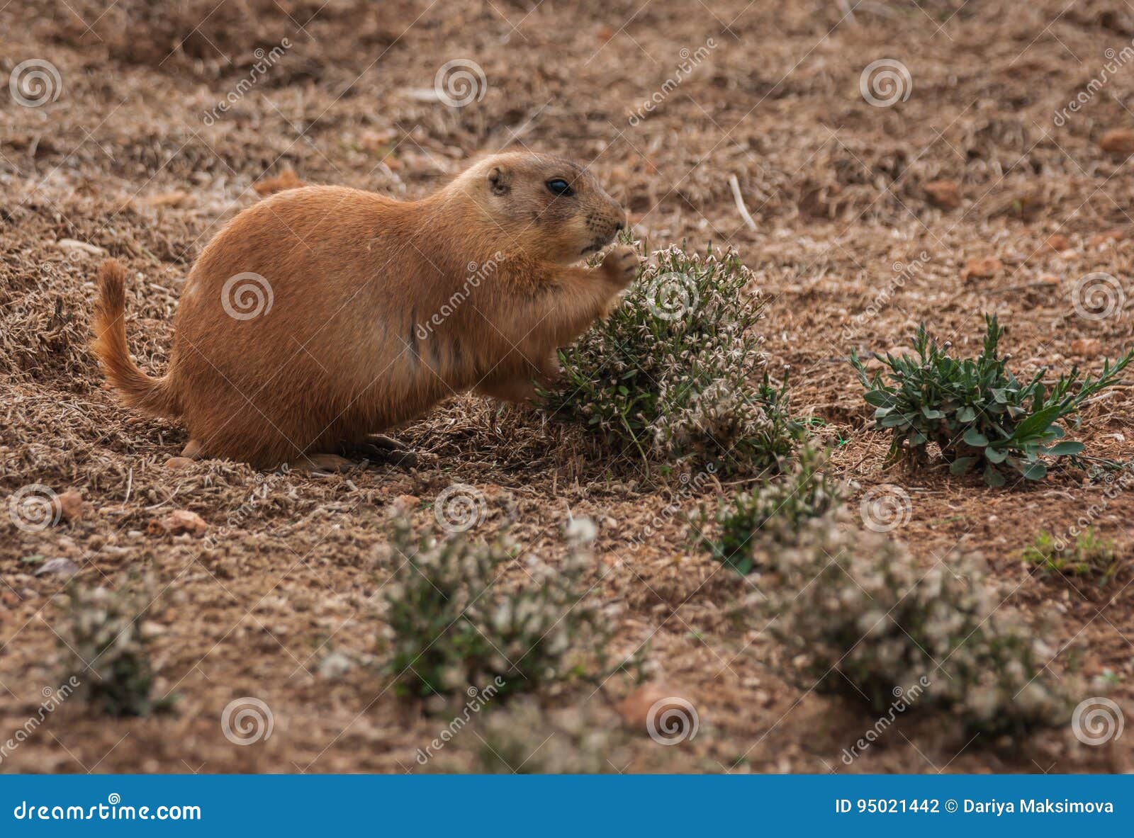 Little Plump Marmots Walking on the Lawn Stock Photo - Image of safari ...
