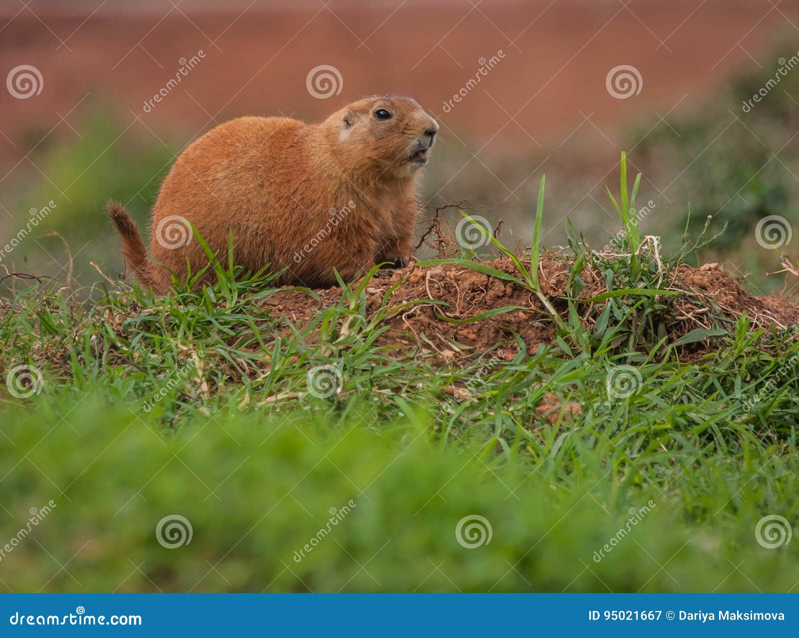 Little Plump Marmots Walking on the Lawn Stock Image - Image of safari ...