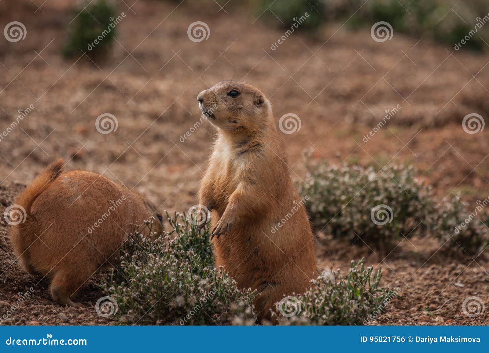 Little Plump Marmots Walking on the Lawn Stock Photo - Image of nature ...