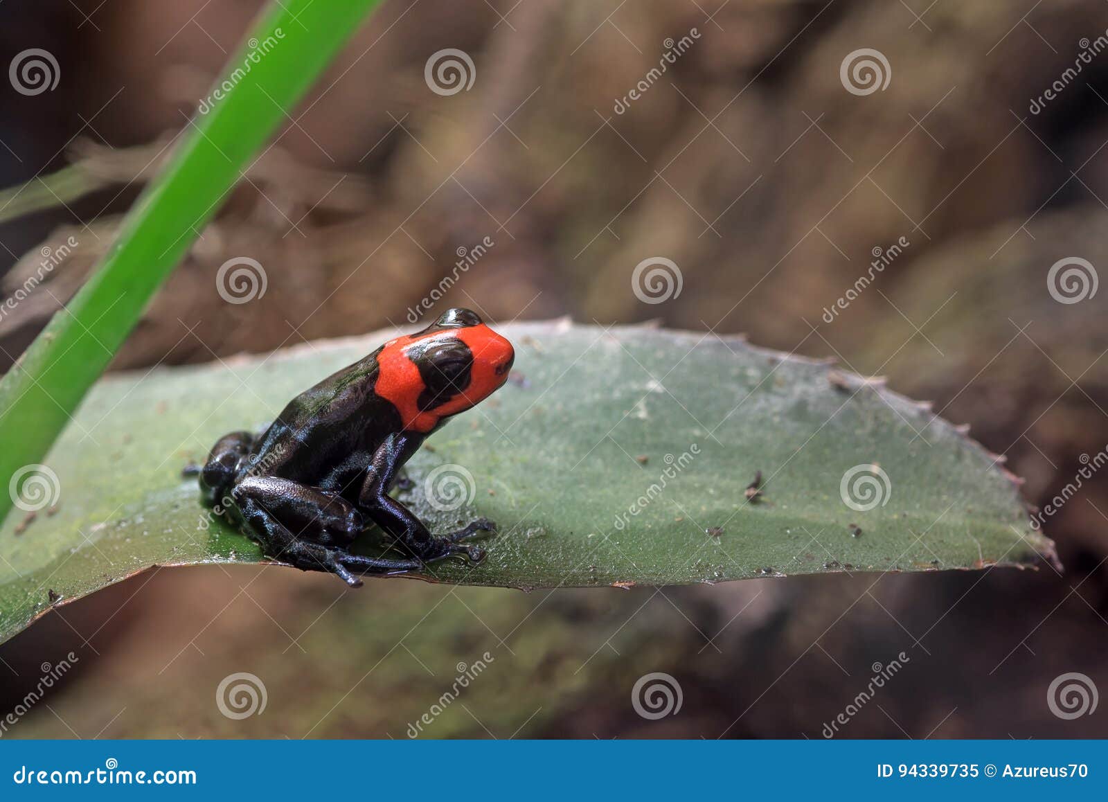 Little poison-dart frog stock image. Image of exotic - 94339735