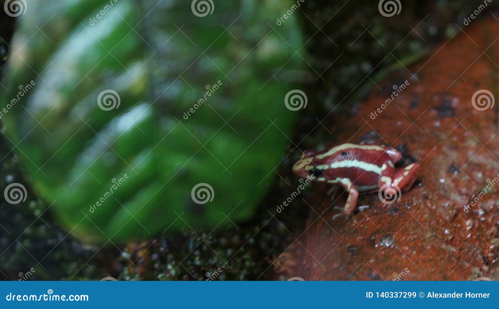 Little Poison Dart Frog in Front of Leaf Stock Image - Image of frog ...