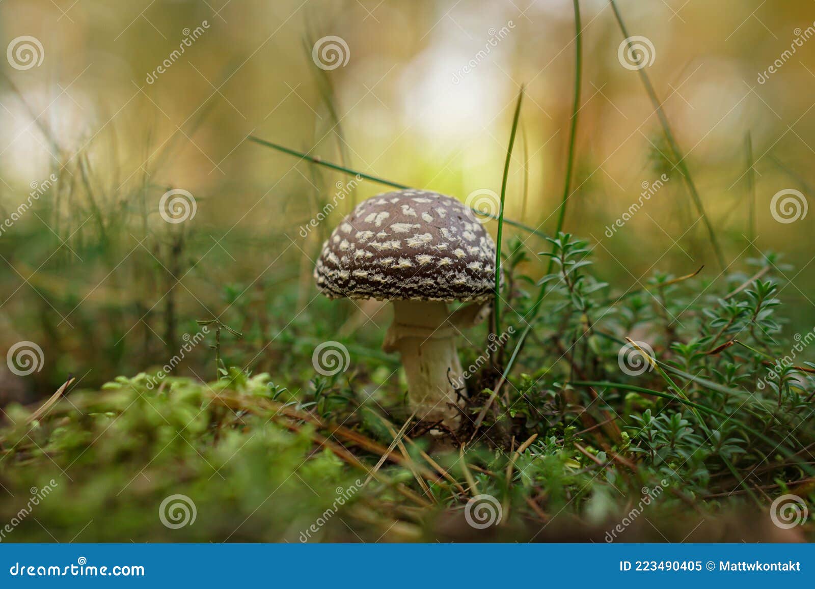 Royal Fly Agaric or the King of Sweden Amanita (Amanita Regalis) Brown ...