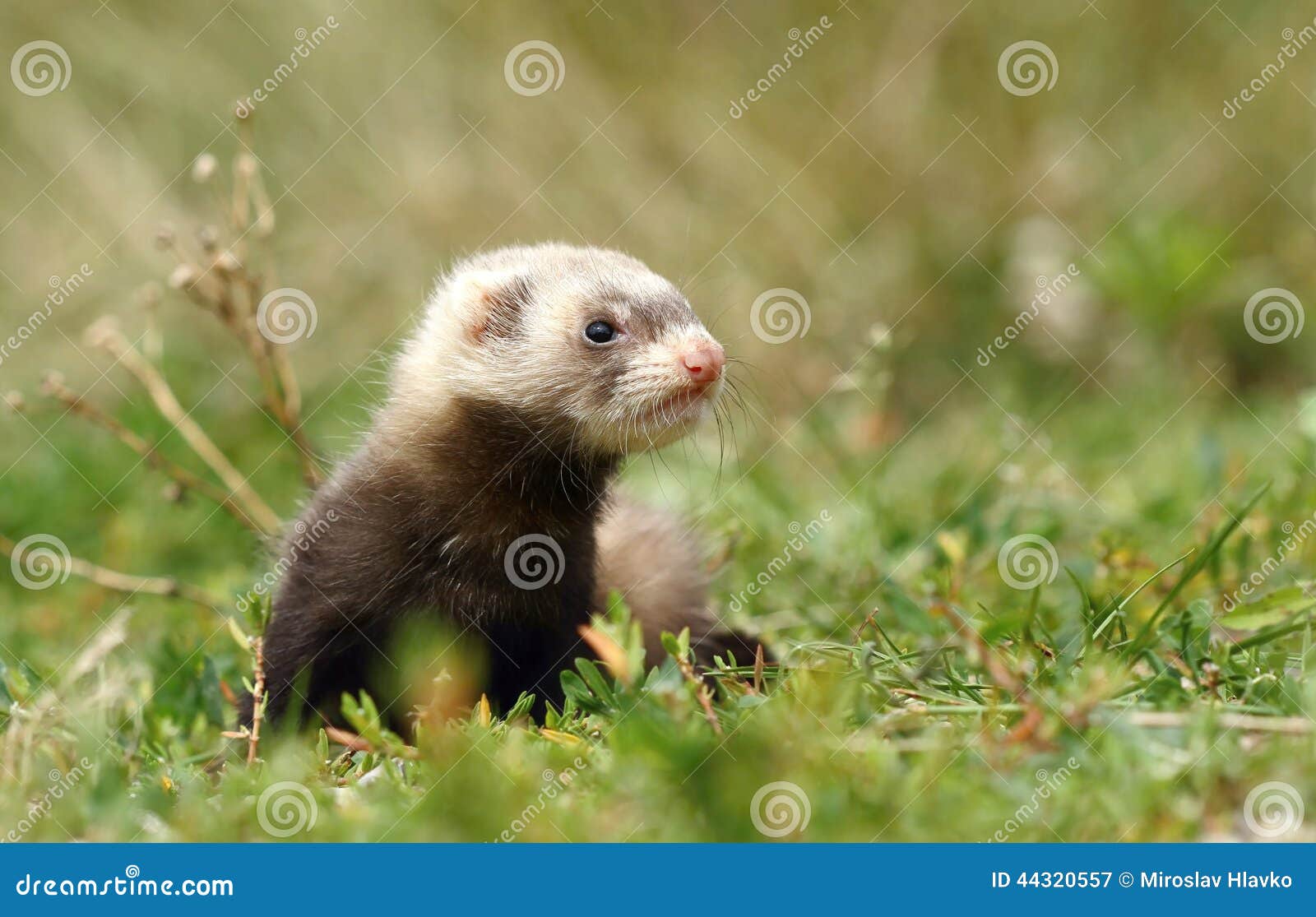 Little polecat stock image. Image of predator, baby, animal - 44320557