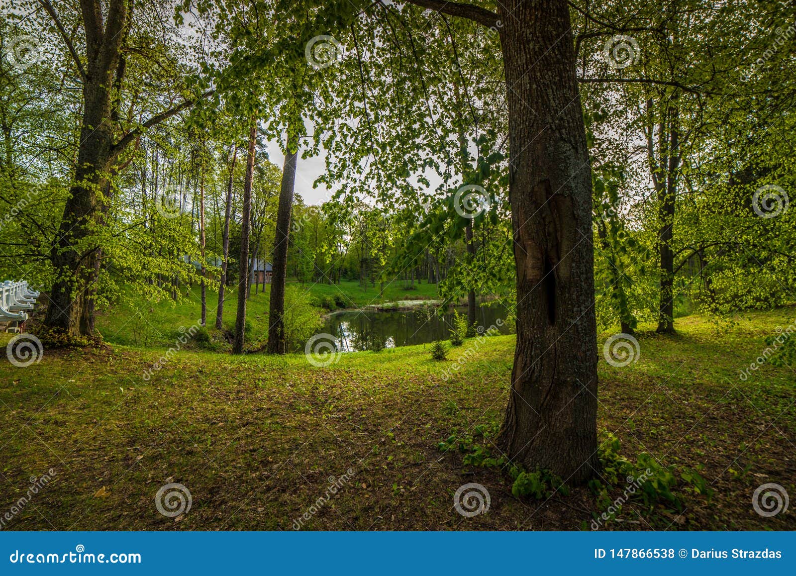 Little Pond in Forest, Charming Spring Stock Photo - Image of scenic ...