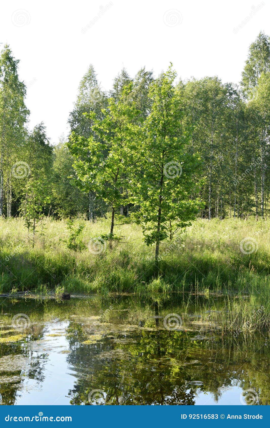 Little pond in a forest. stock image. Image of healthy - 92516583