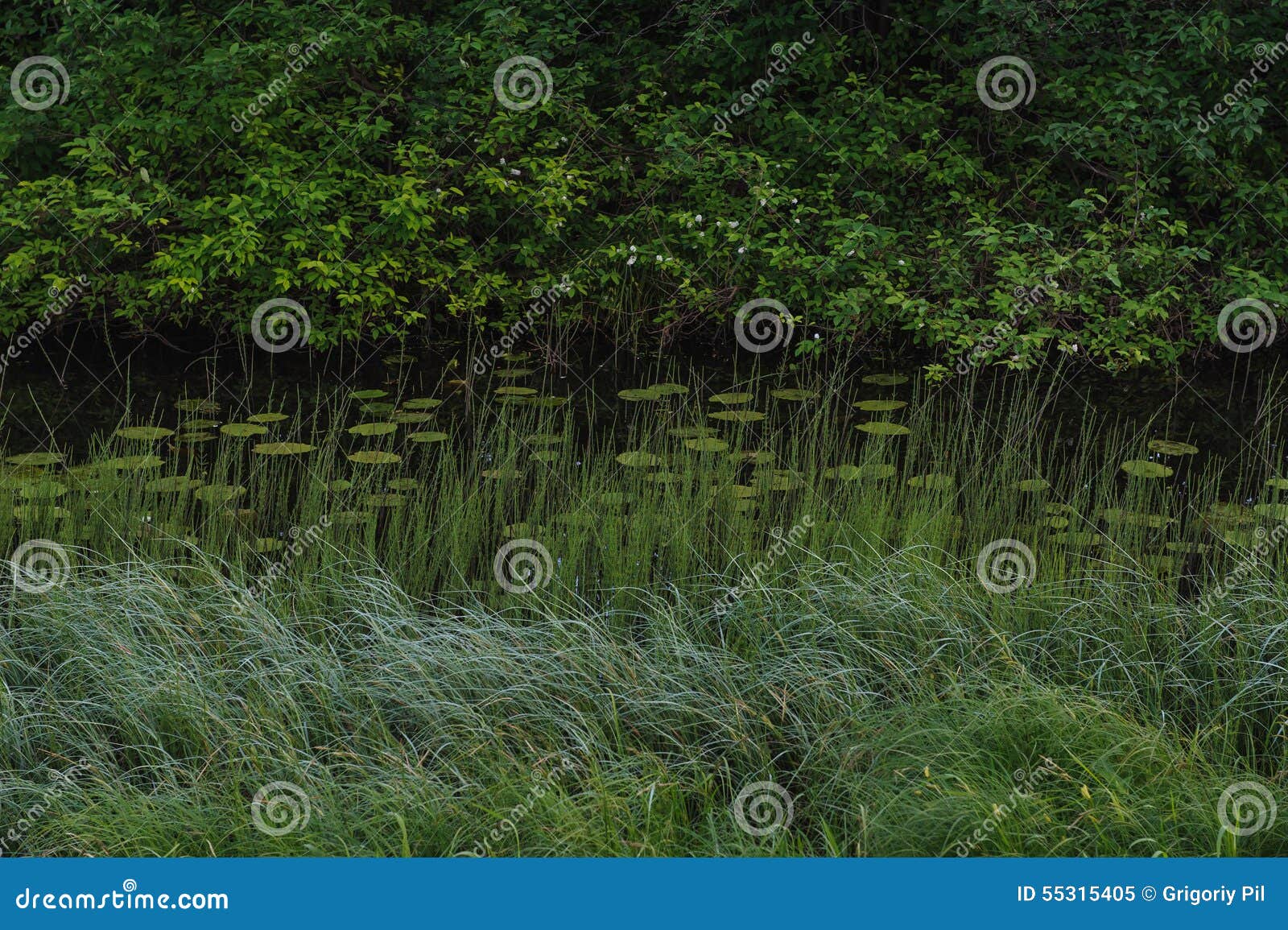 Little pond. stock image. Image of environment, green - 55315405