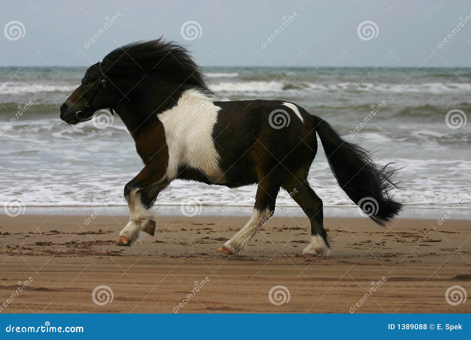 Little pony, big run stock photo. Image of clouds, sand - 1389088