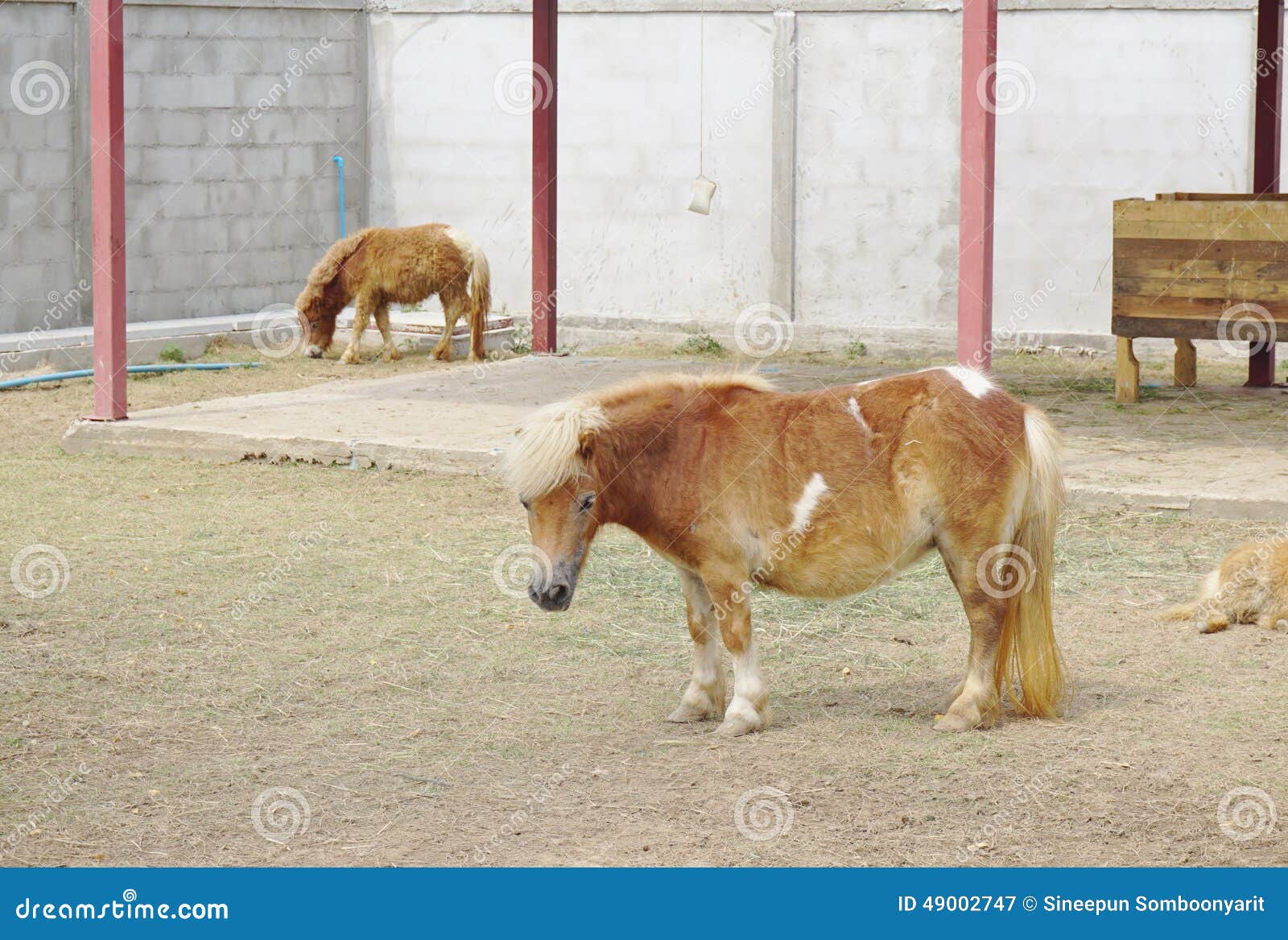 Little pony in the farm stock image. Image of ground - 49002747