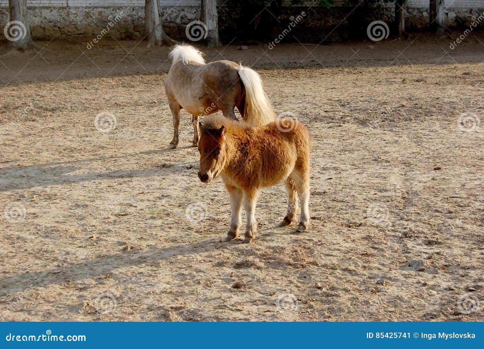 Little pony in the paddock stock image. Image of breed - 85425741