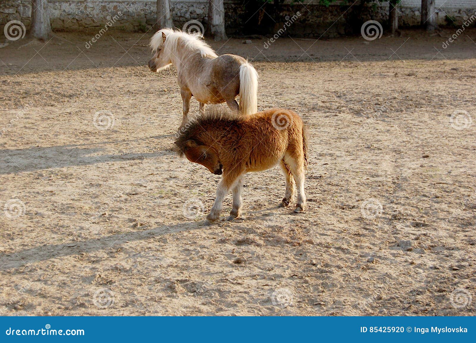 Little pony in the paddock stock photo. Image of grass - 85425920
