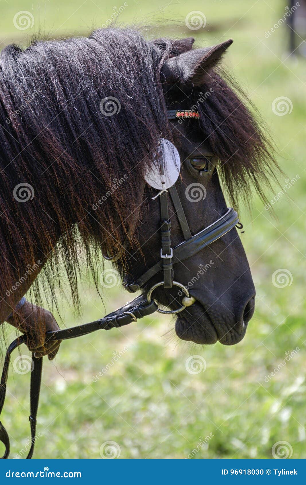Little pony in the summer stock photo. Image of beauty - 96918030