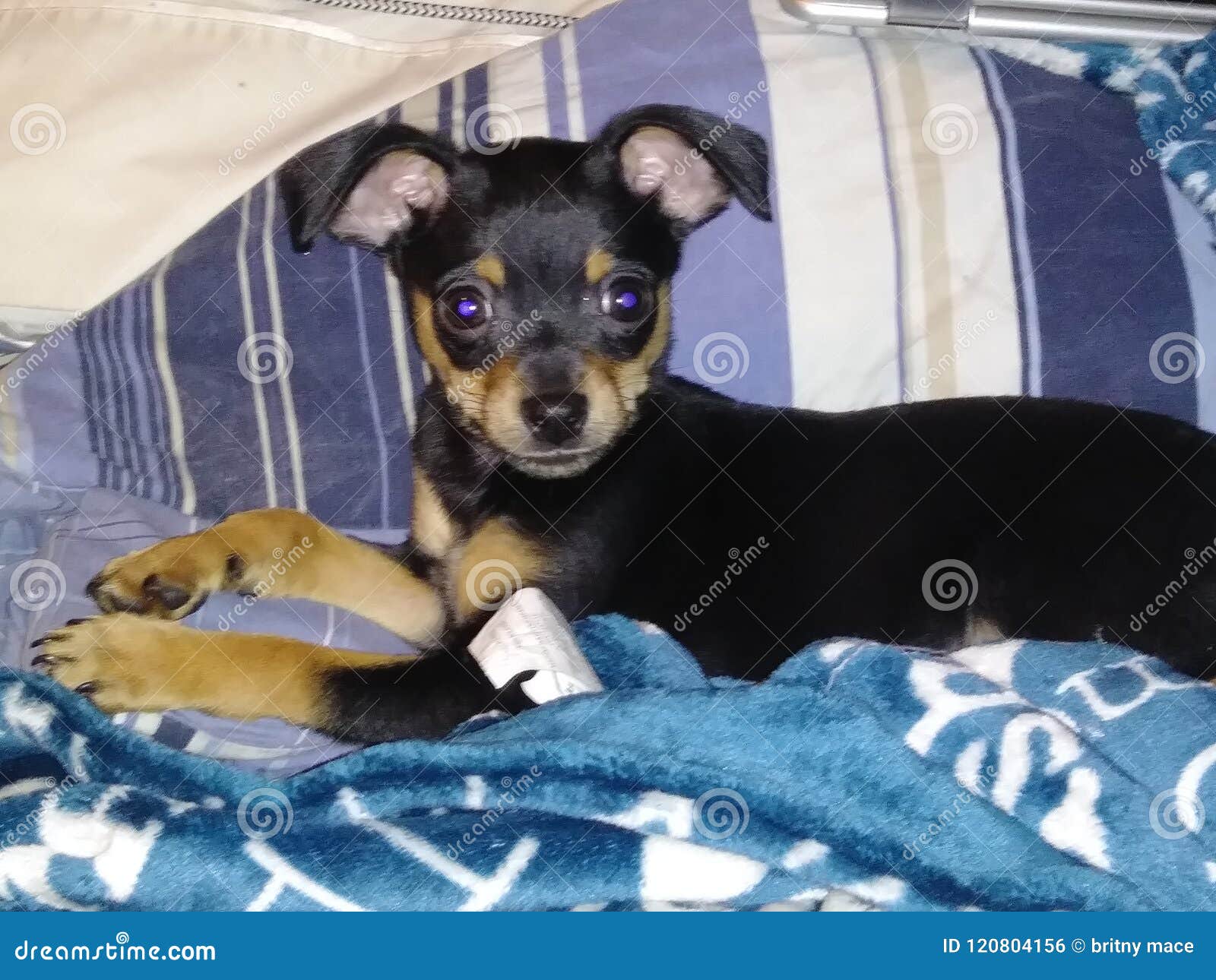 Little pooch stock photo. Image of pooch, little, 2months - 120804156