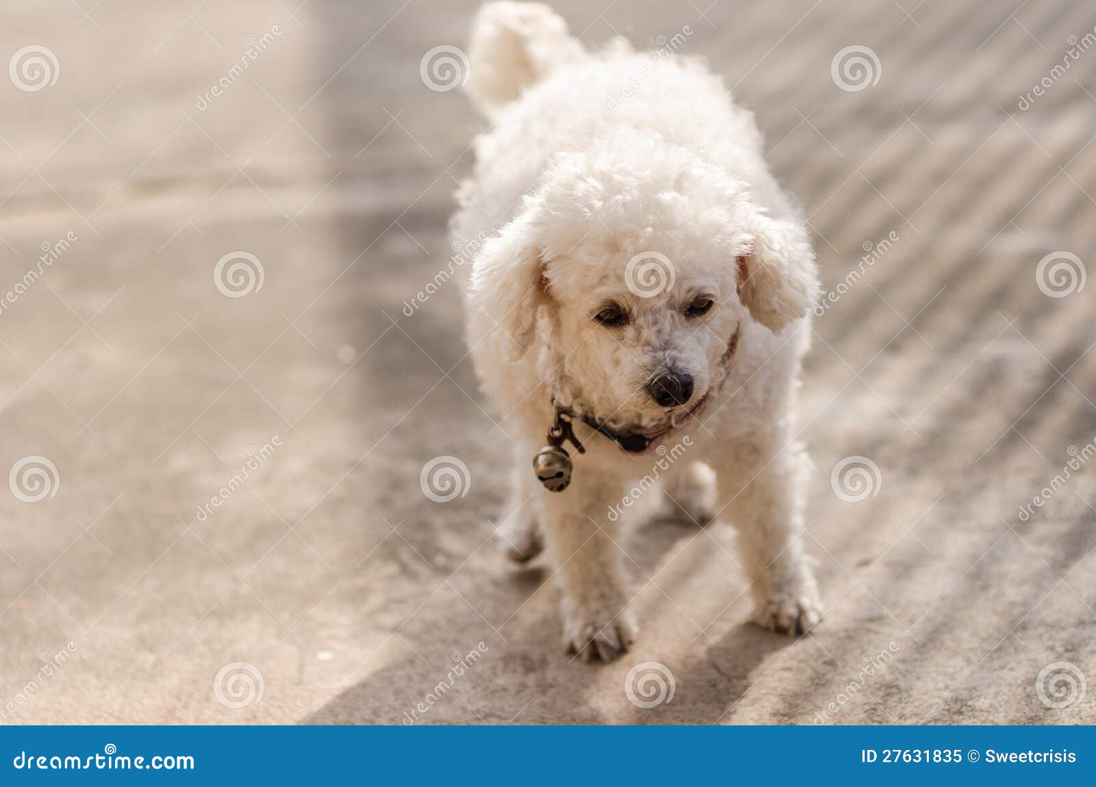 A little poodle dog stock image. Image of curl, poodle - 27631835