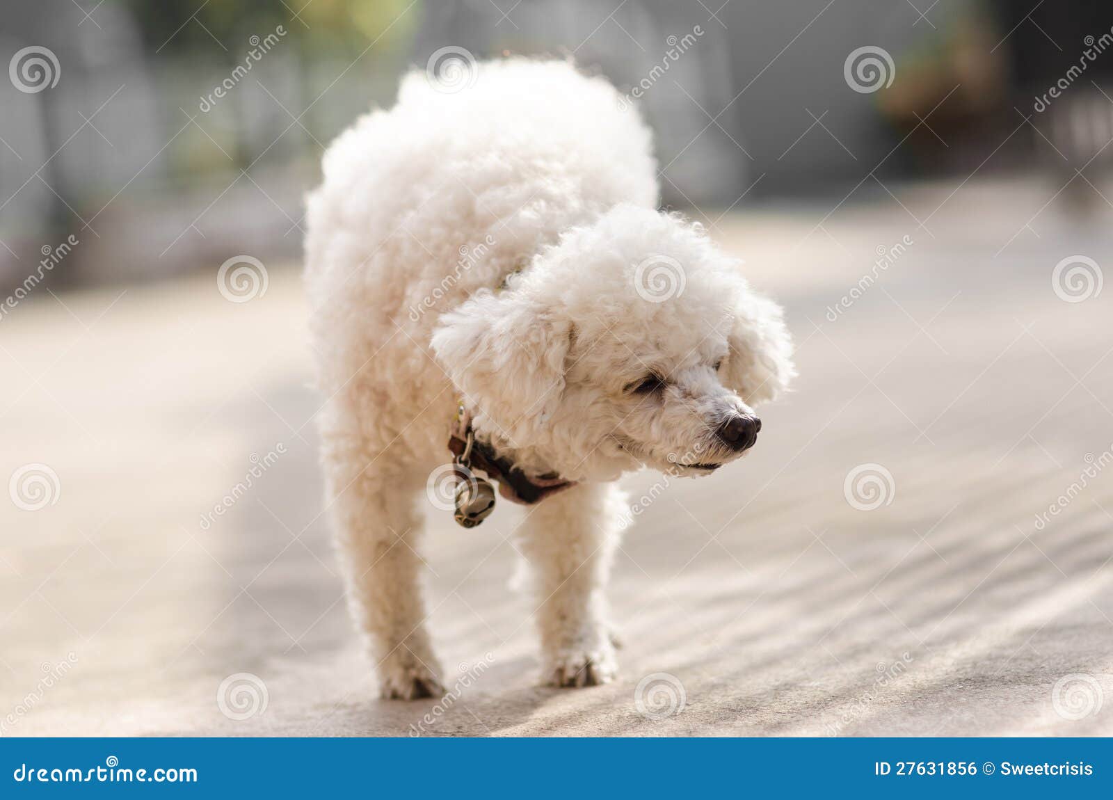 A little poodle dog stock photo. Image of standing, miniature - 27631856