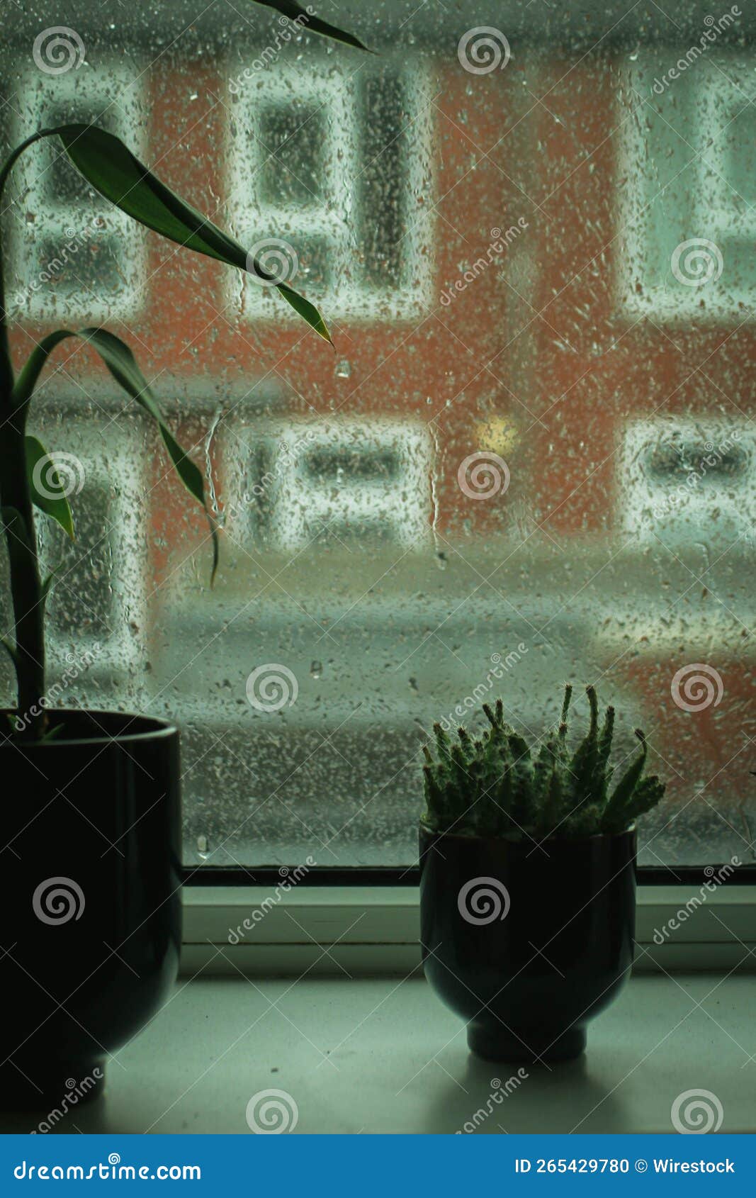 POT Plants in Front of a Rainy Window with Drops at Home, Vertical Shot ...