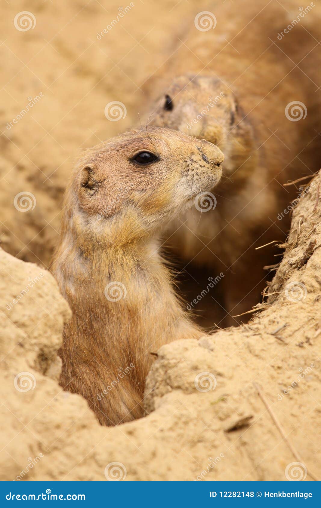 Little Prairie Dog Looking Out of Its Burrow Stock Photo - Image of ...