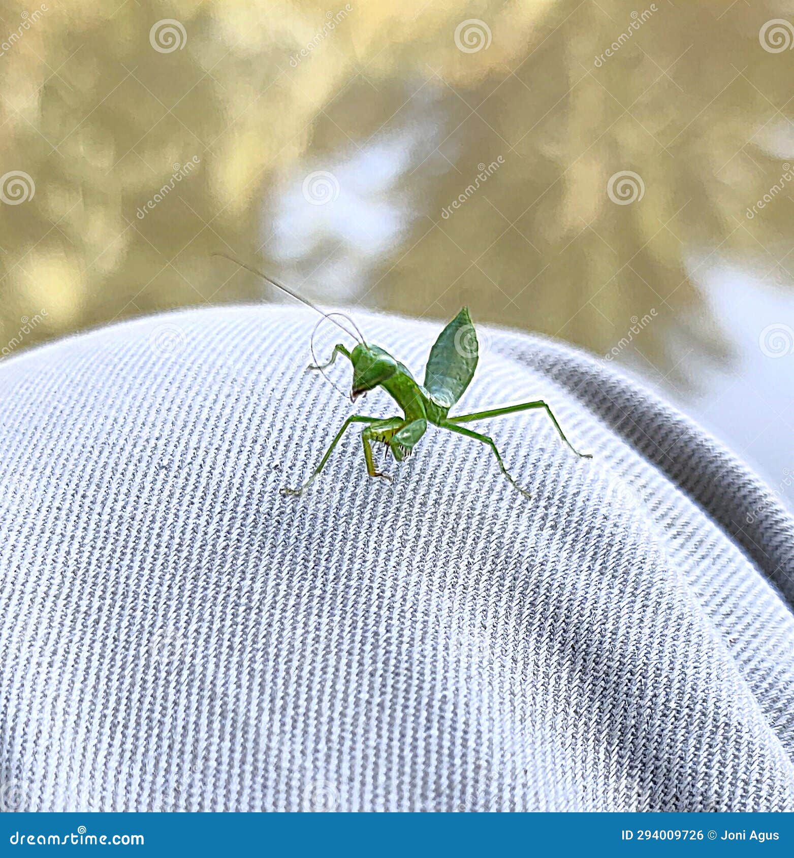 Little Praying Mantises Stock Photography | CartoonDealer.com #24633866