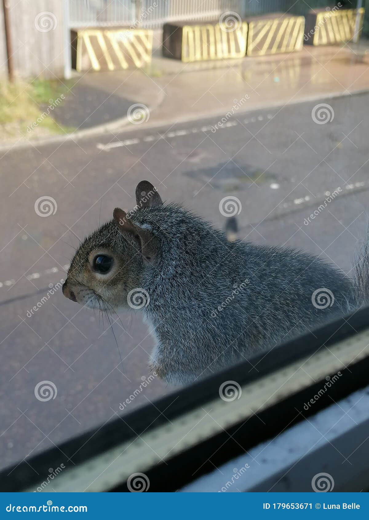 Little precious squirrel stock image. Image of precious - 179653671