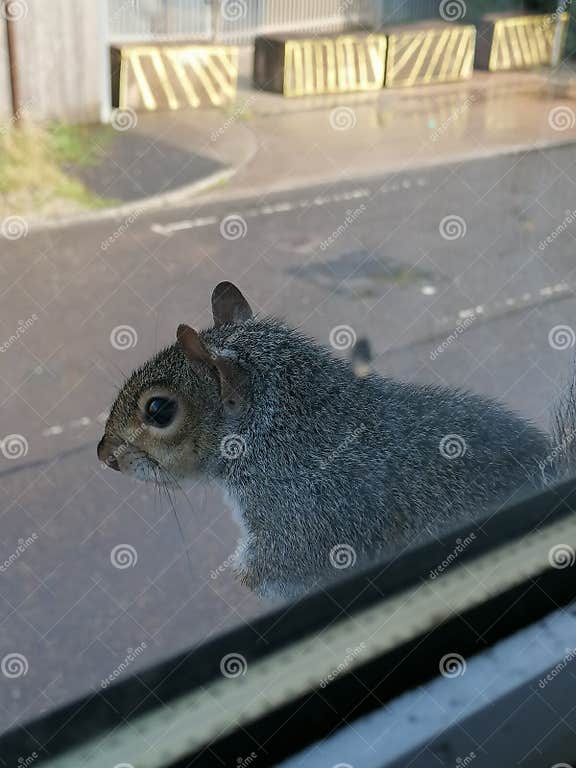 Little precious squirrel stock image. Image of precious - 179653671