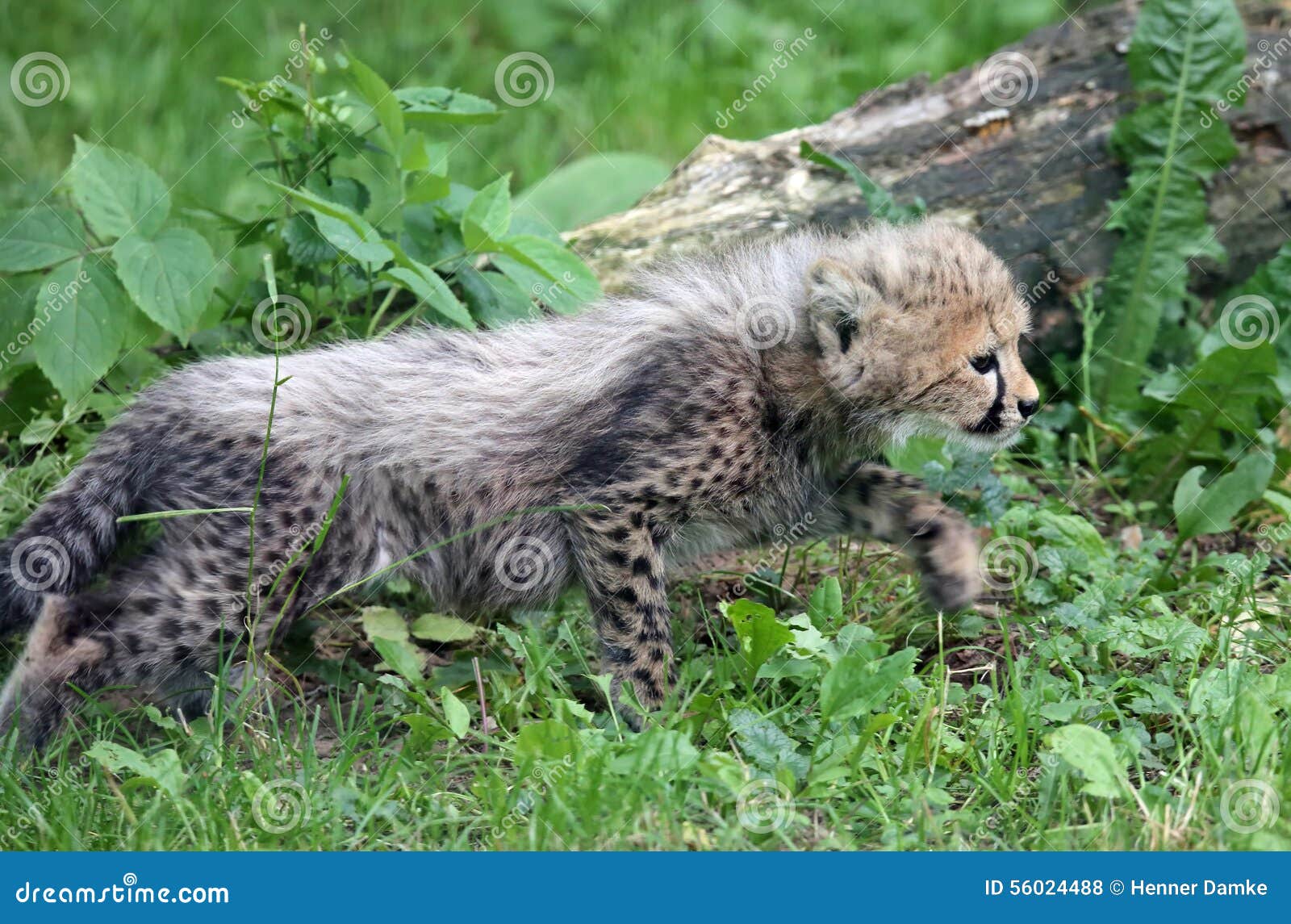 Little Predator (Cheetah Cub) Stock Photo - Image of gepard, head: 56024488
