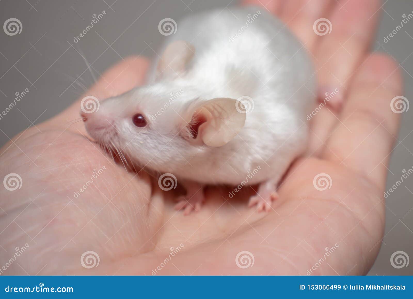 Little Pretty Cute White Laboratory Mouse on a Hand Close Up Stock ...