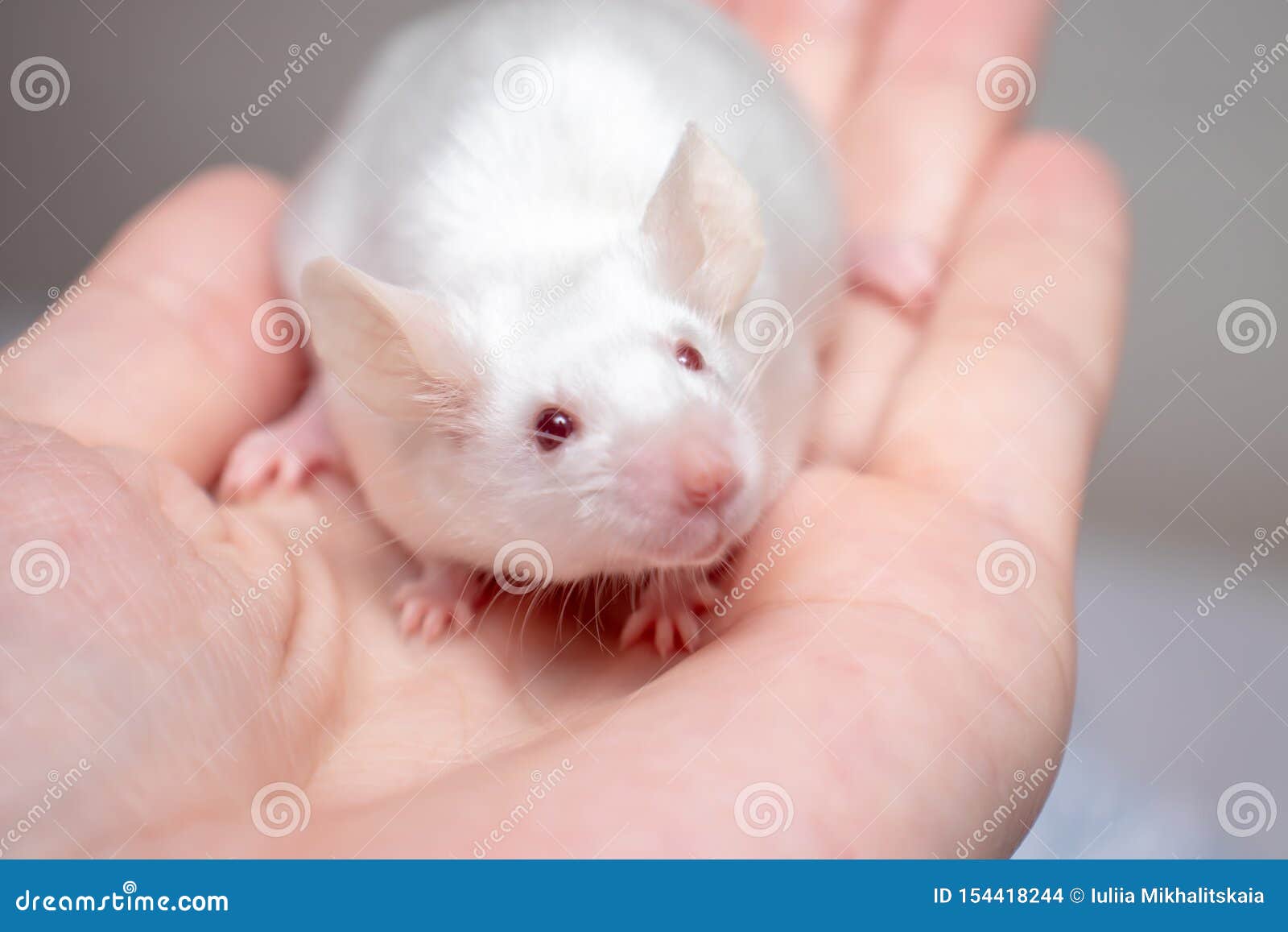 Little Pretty Cute White Laboratory Mouse on a Hand Close Up Stock ...