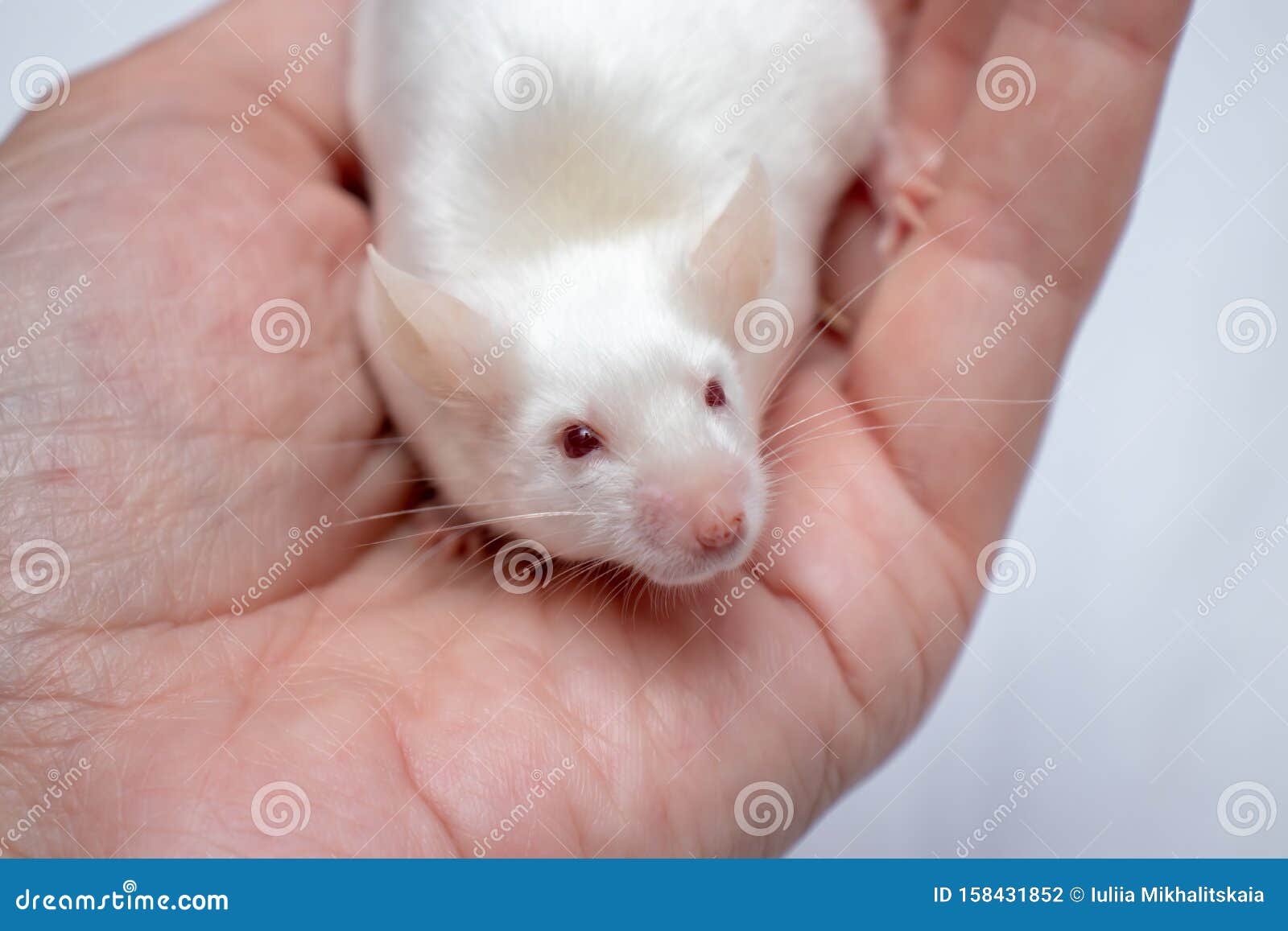 Little Pretty Cute White Laboratory Mouse on a Hand Close Up Stock ...