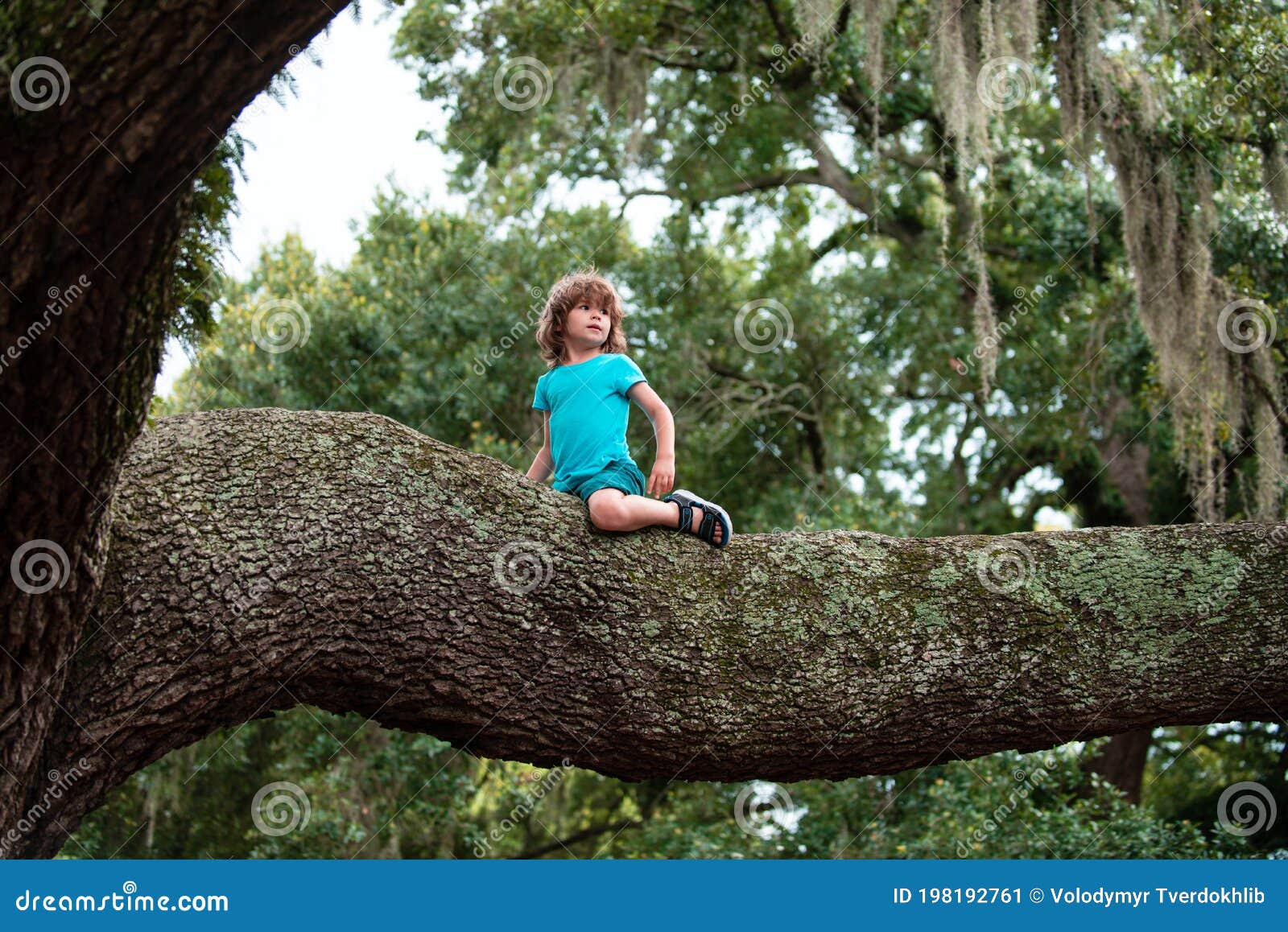 Little Pretty Kid Boy Climbing Tree in the Park. Stock Image - Image of ...