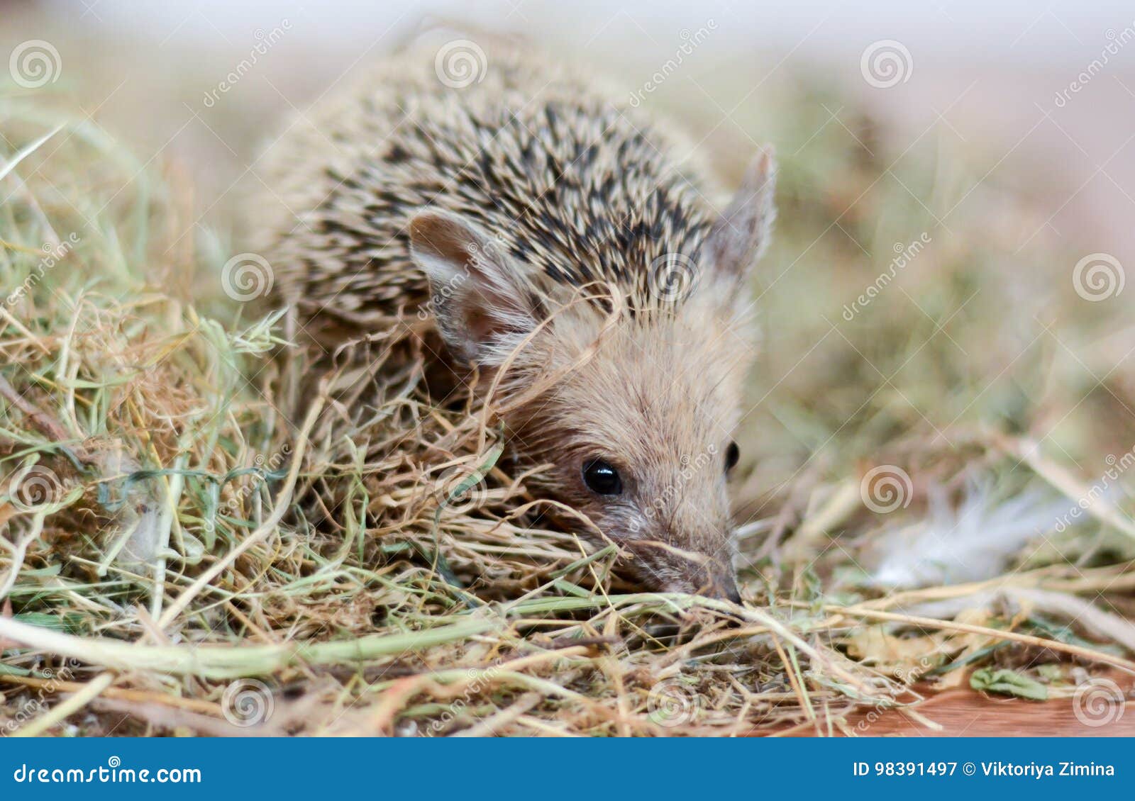 Little prickly hedgehog stock image. Image of prickly - 98391497