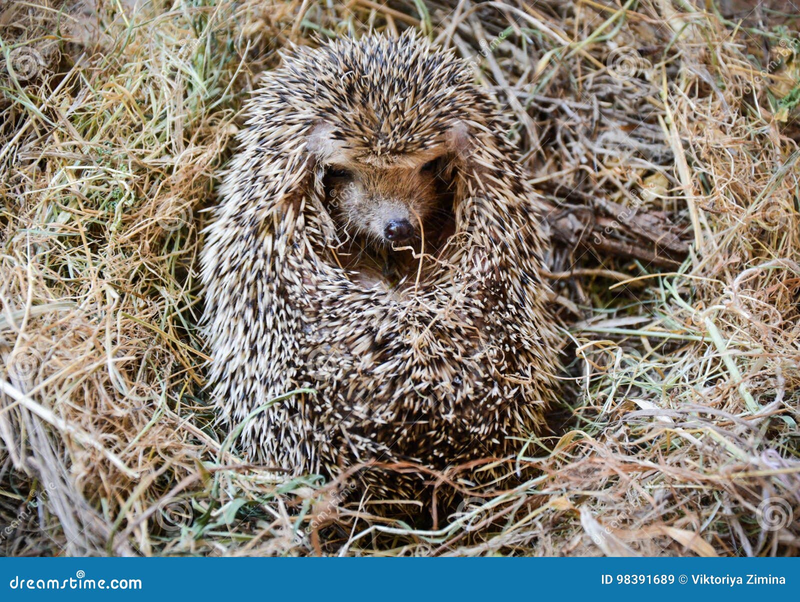 Little prickly hedgehog stock image. Image of vertebrate - 98391689