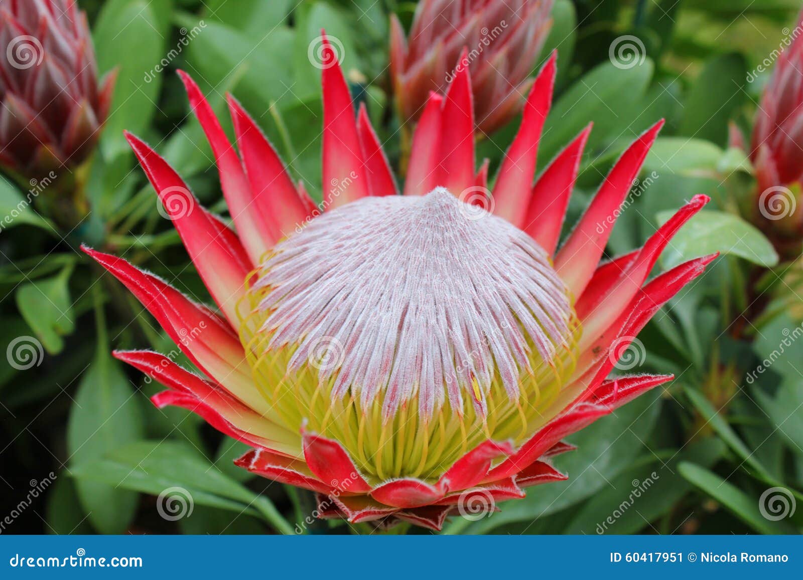 Little prince flower stock image. Image of vegetation - 60417951