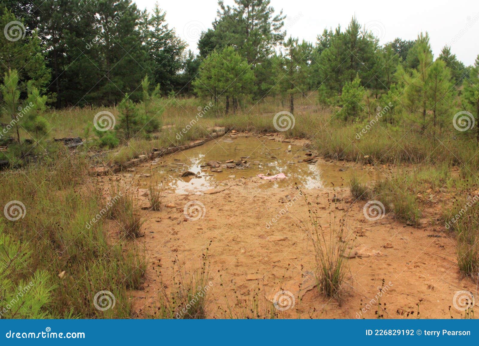 Little puddle stock photo. Image of nature, mudd, water - 226829192