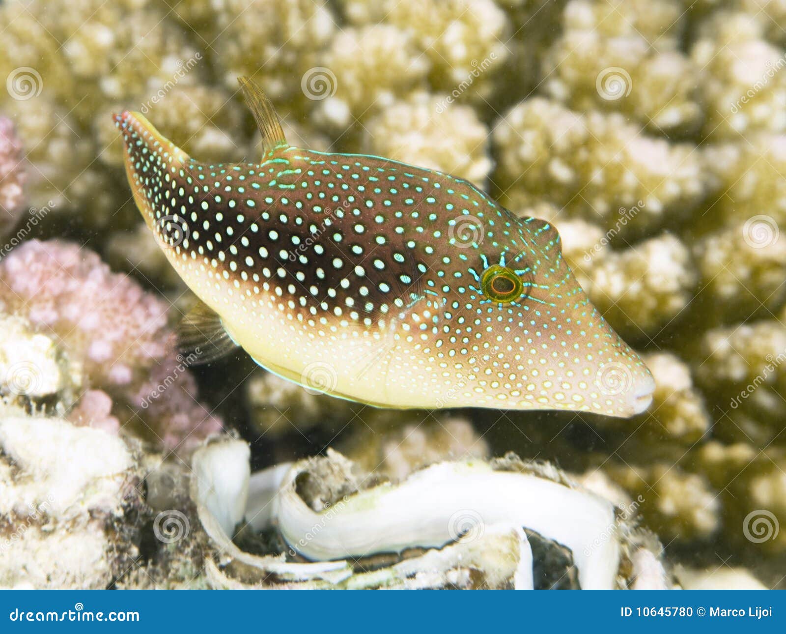 Pufferfish In The Red Sea Royalty-Free Stock Photo | CartoonDealer.com ...