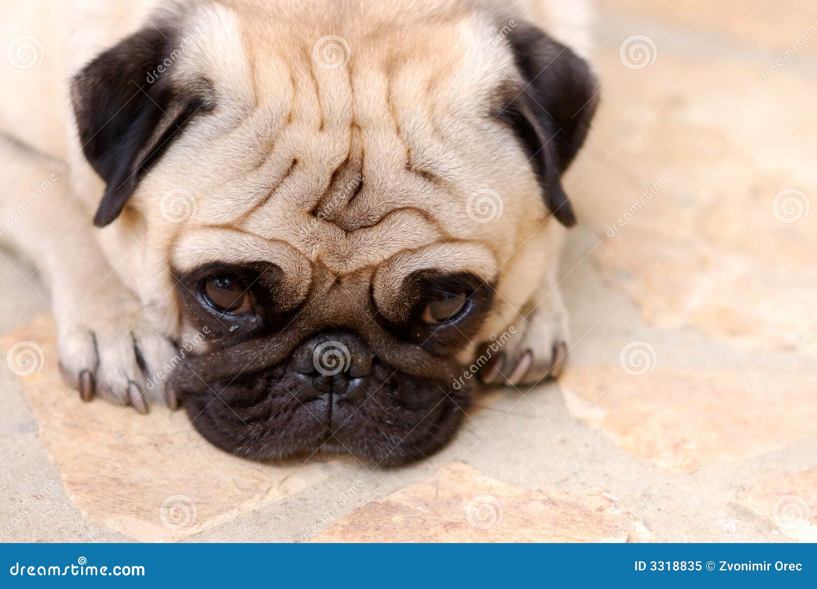 Little pug stock image. Image of close, portrait, breed - 3318835