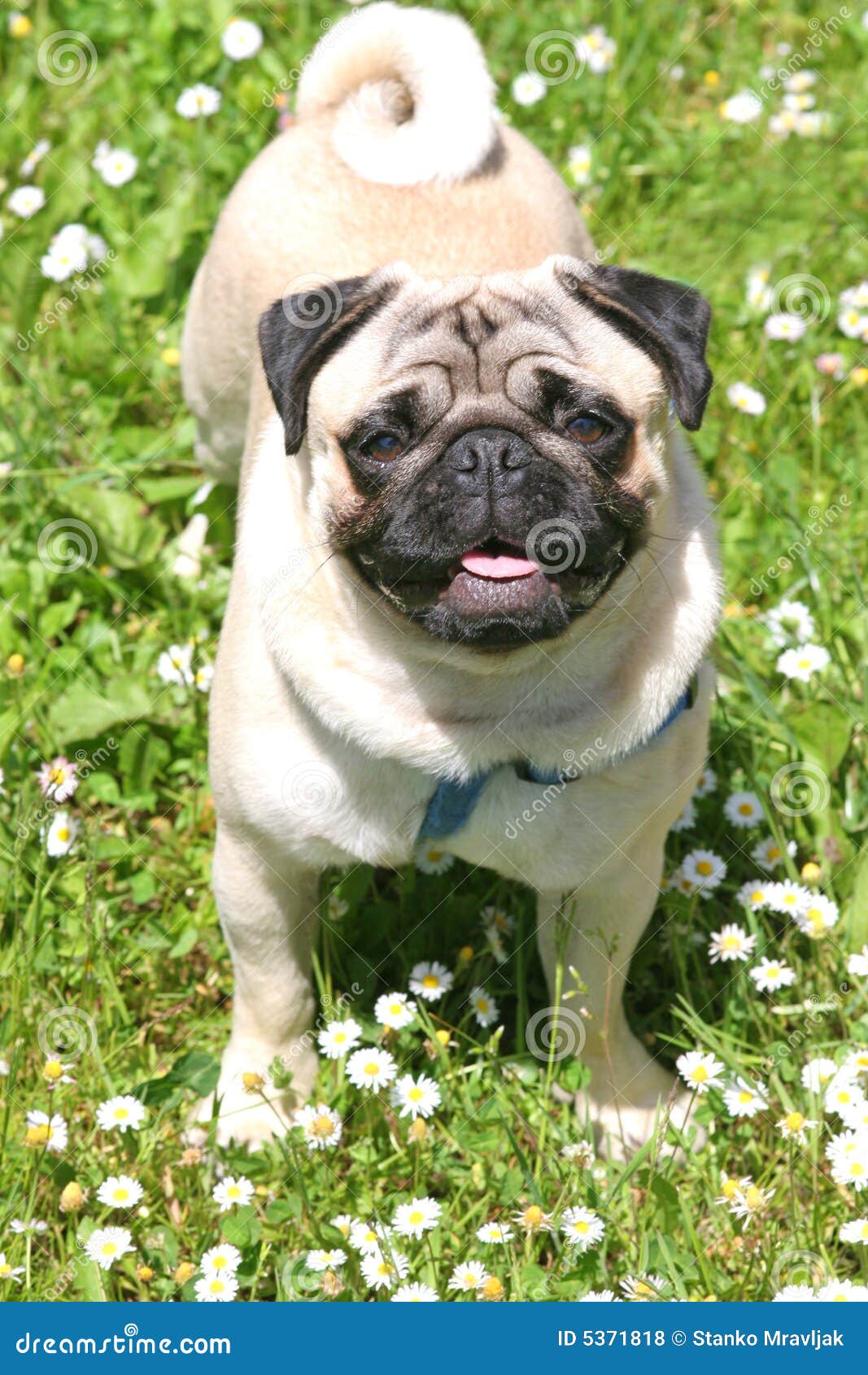 Little Pug stock photo. Image of sadness, mammal, bull - 5371818