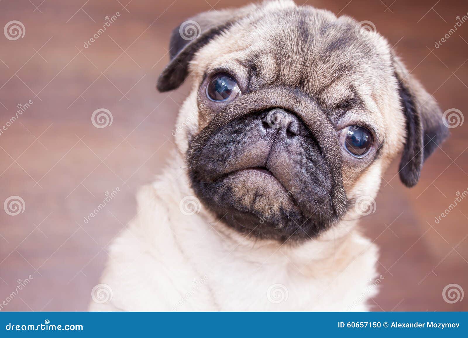 Little pug closeup stock photo. Image of pretty, animal - 60657150