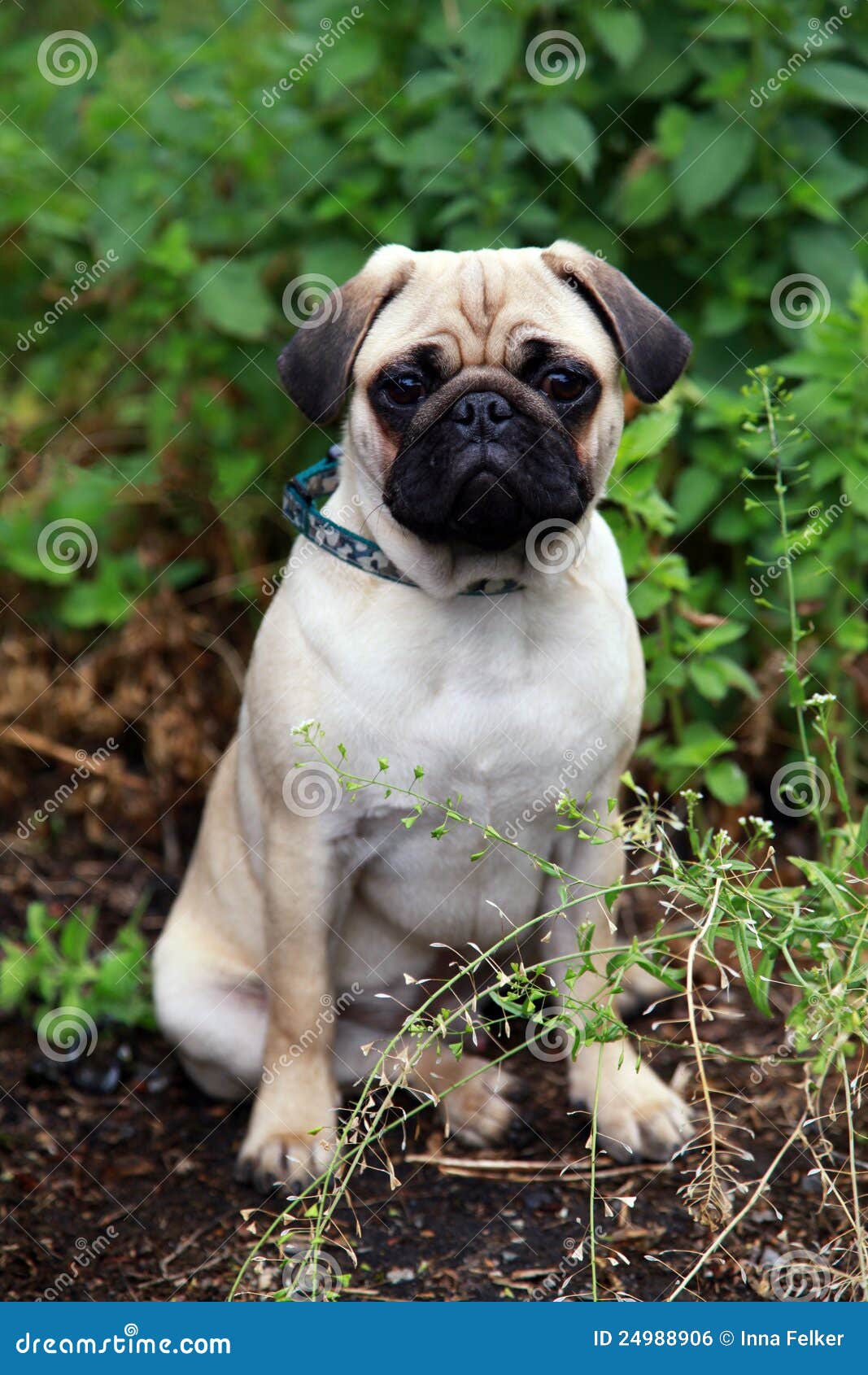 Little pug dog stock photo. Image of park, purebred, bizarre - 24988906