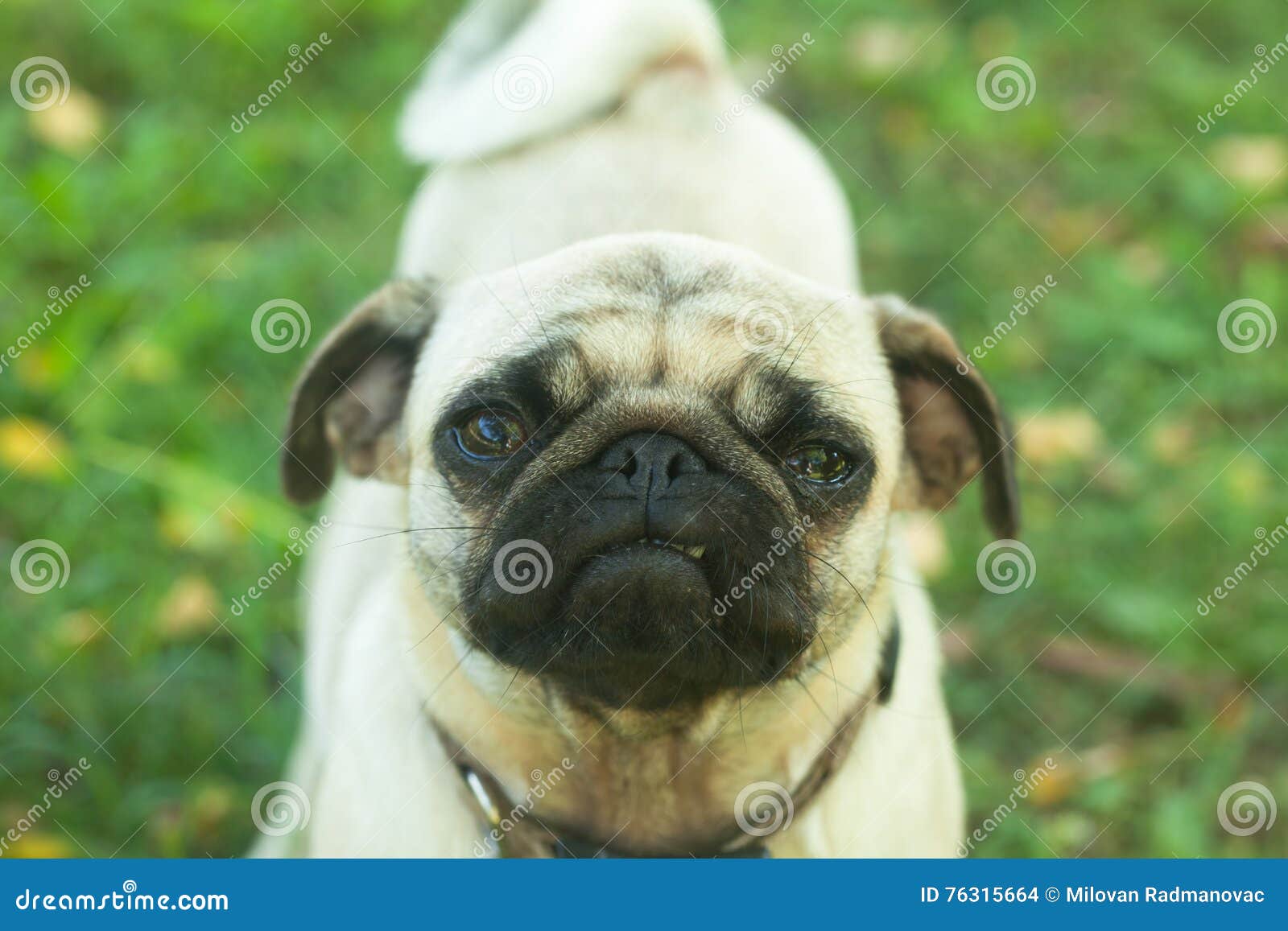 Little pug dog stock photo. Image of funny, puppy, wrinkle - 76315664