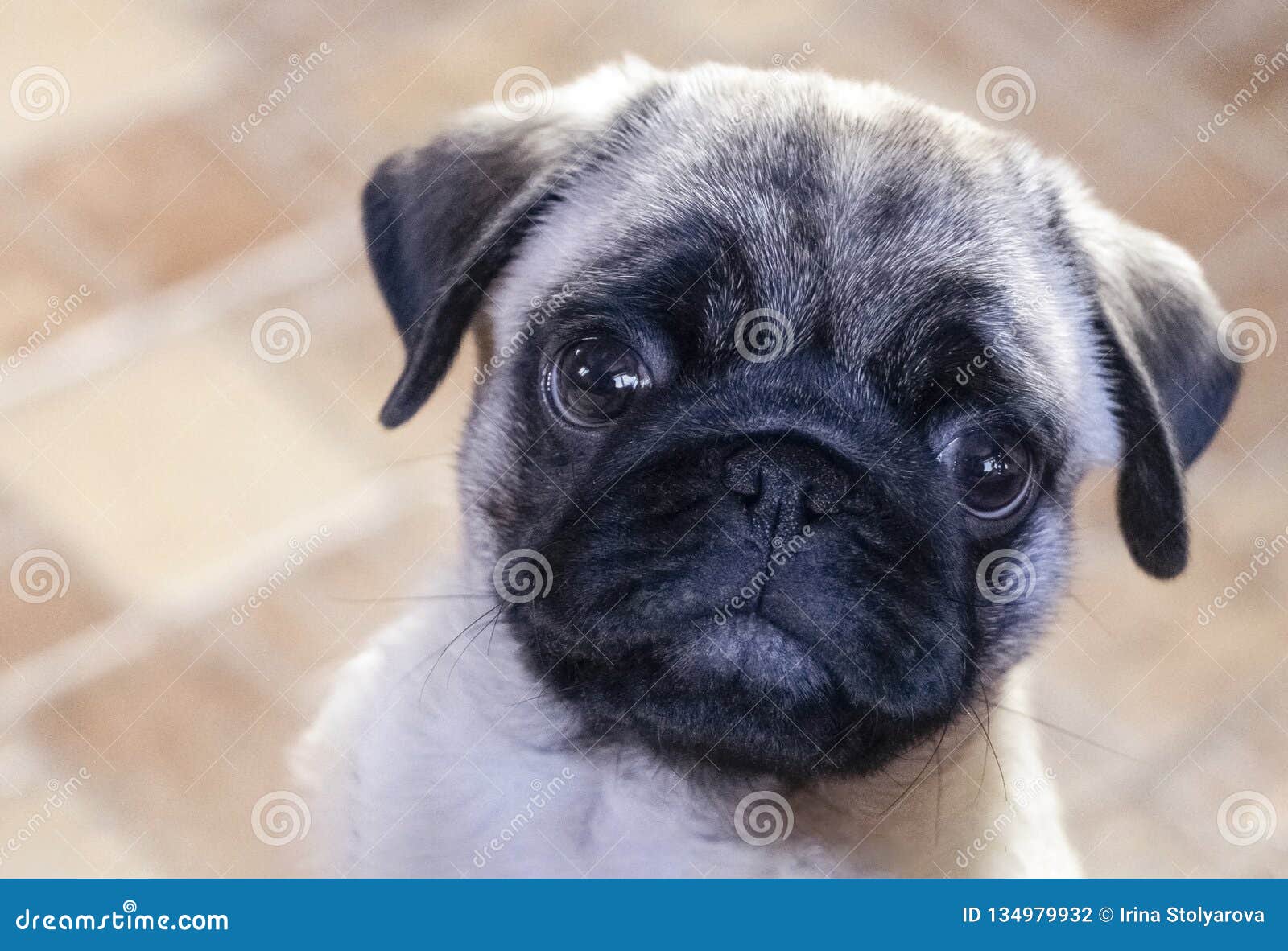Little sad pug stock photo. Image of portrait, funny - 134979932