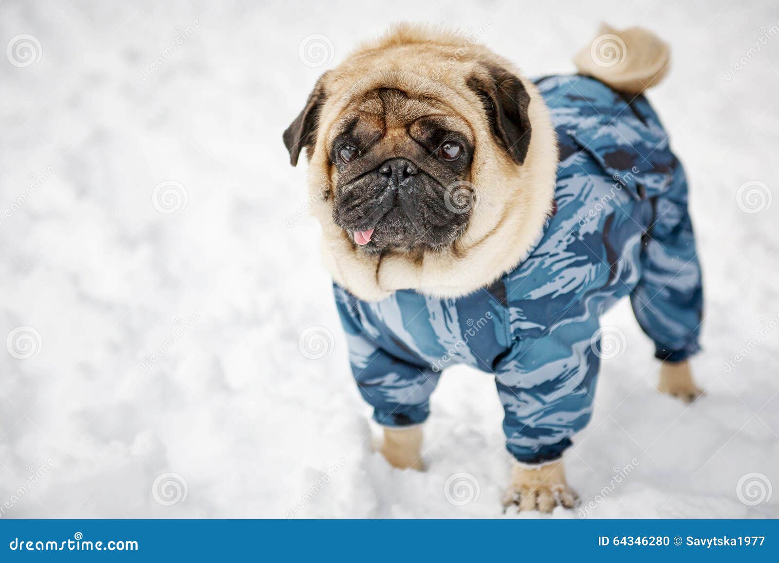 Little pug in winter stock photo. Image of animal, white - 64346280