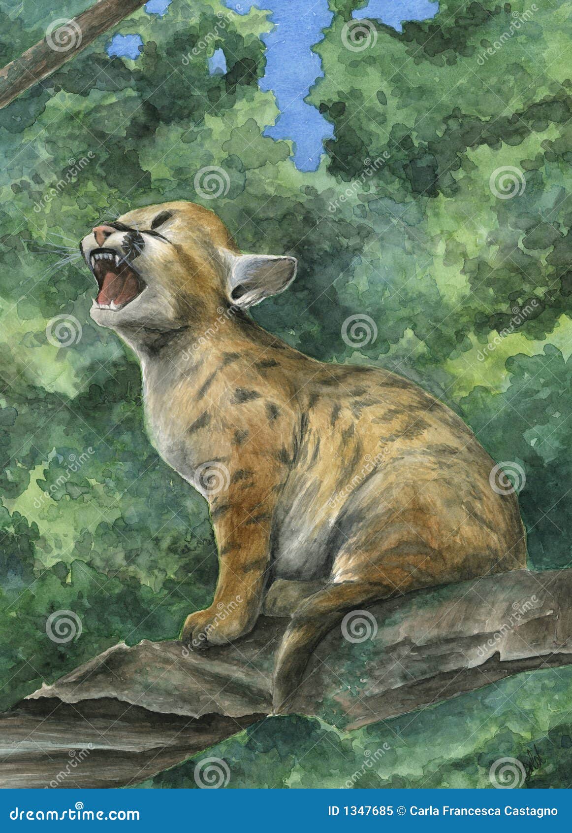 Little Puma - Artwork Picture. Image: 1347685