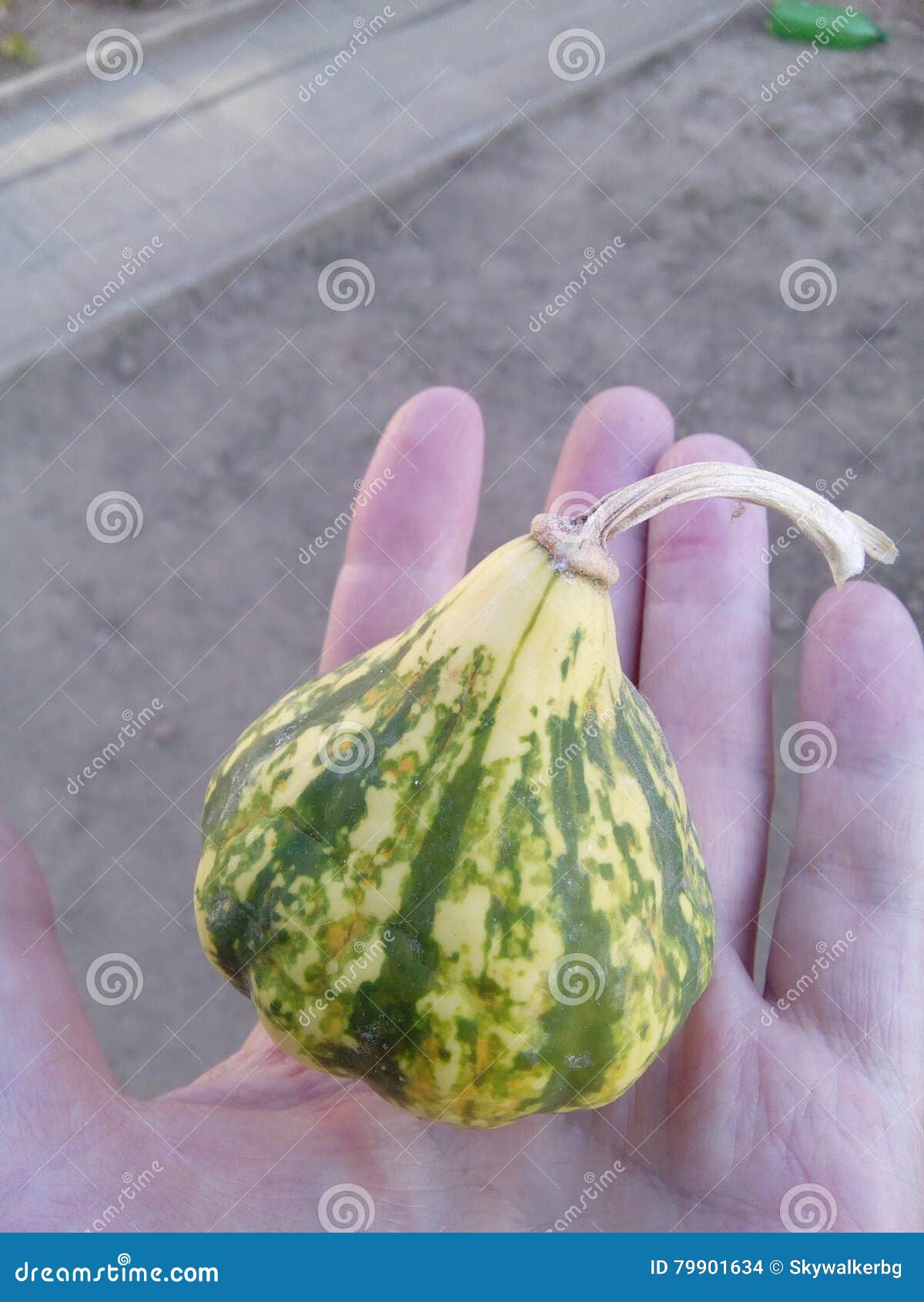Little pumpkin stock photo. Image of vegetables, hand - 79901634