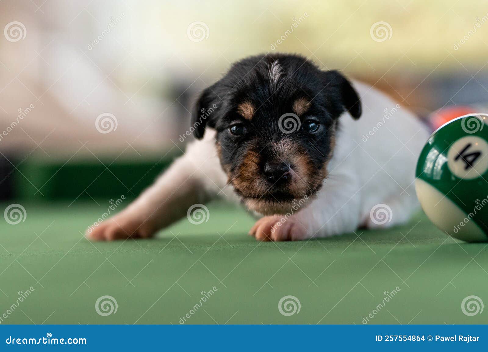 Little Puppies on the Pool Table among Billiard Balls Stock Photo ...